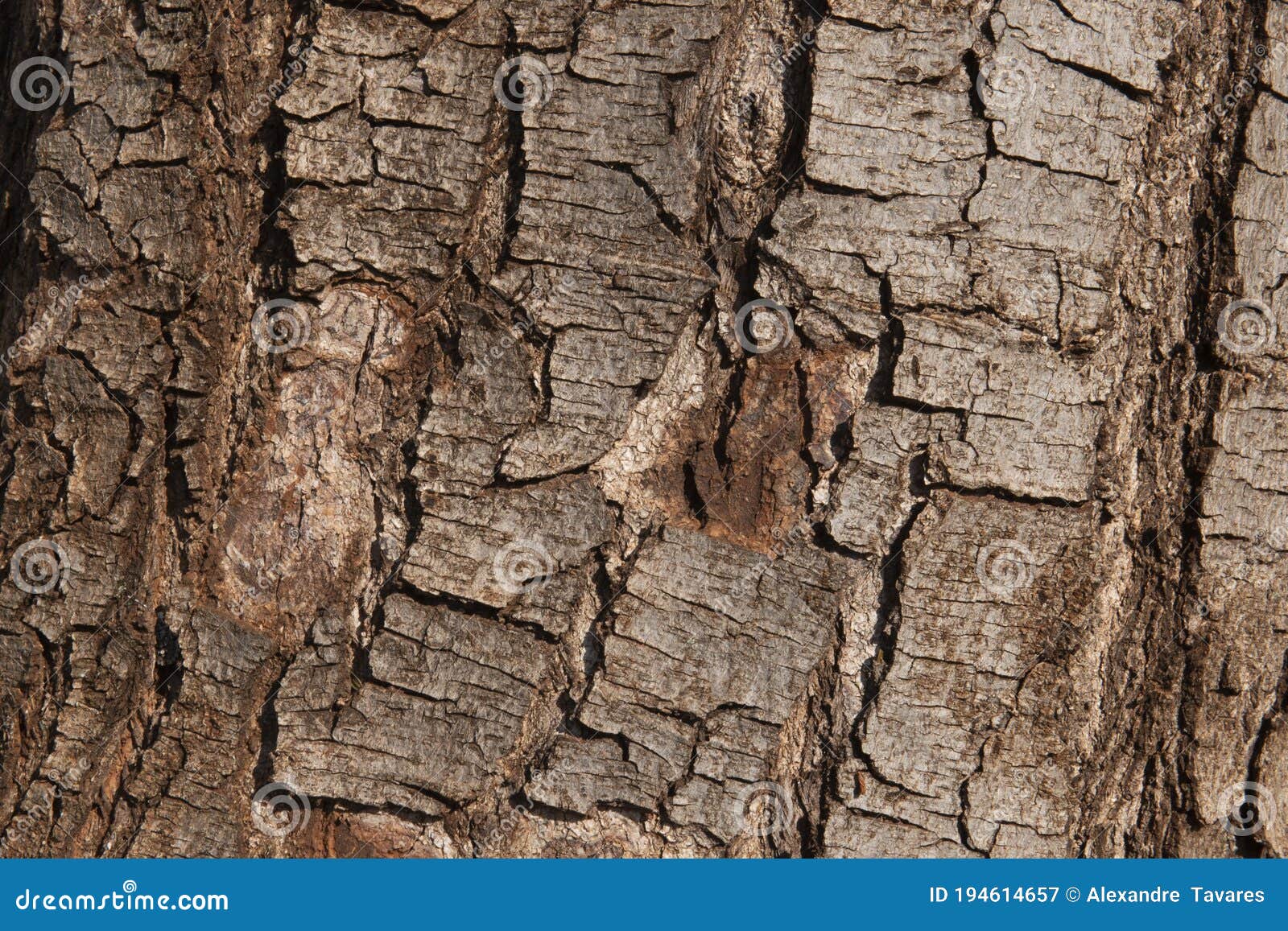 Rustic Wood Tree Trunk Texture Background. Stock Image - Image of tree ...
