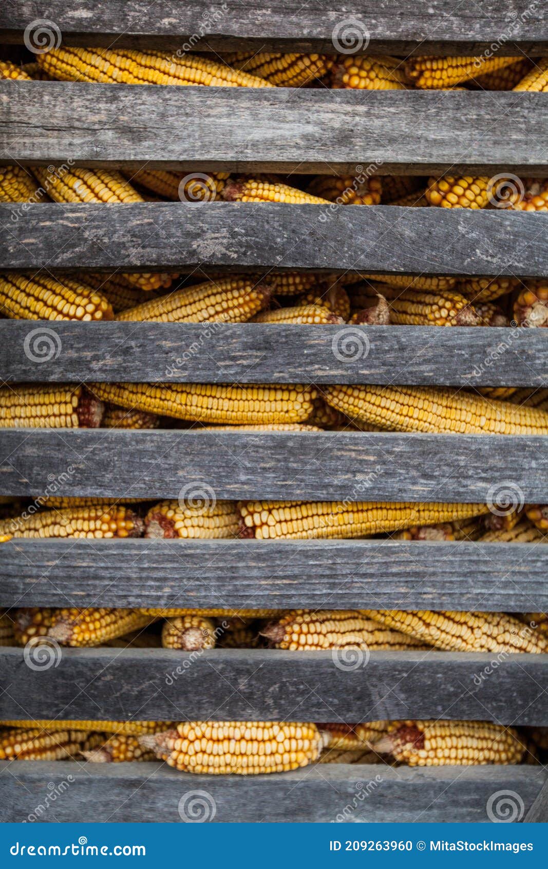 Rustic wooden corn barn stock photo. Image of wooden - 209263960