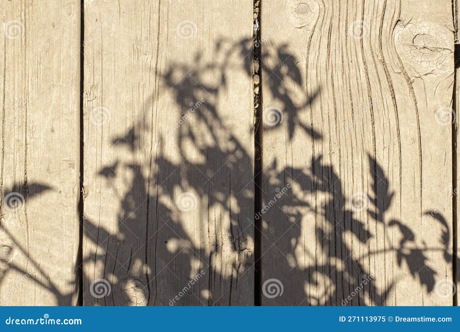 Rustic Wooden Wall Background with Plant Silhouettes, Flat Lay, Copy ...