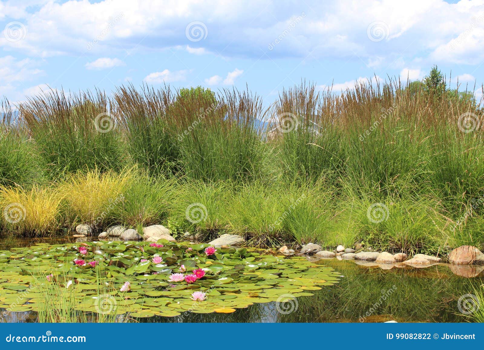 Rustig Watergras En Bloeiend Bloemenlandschap Stock Foto - Image of ...