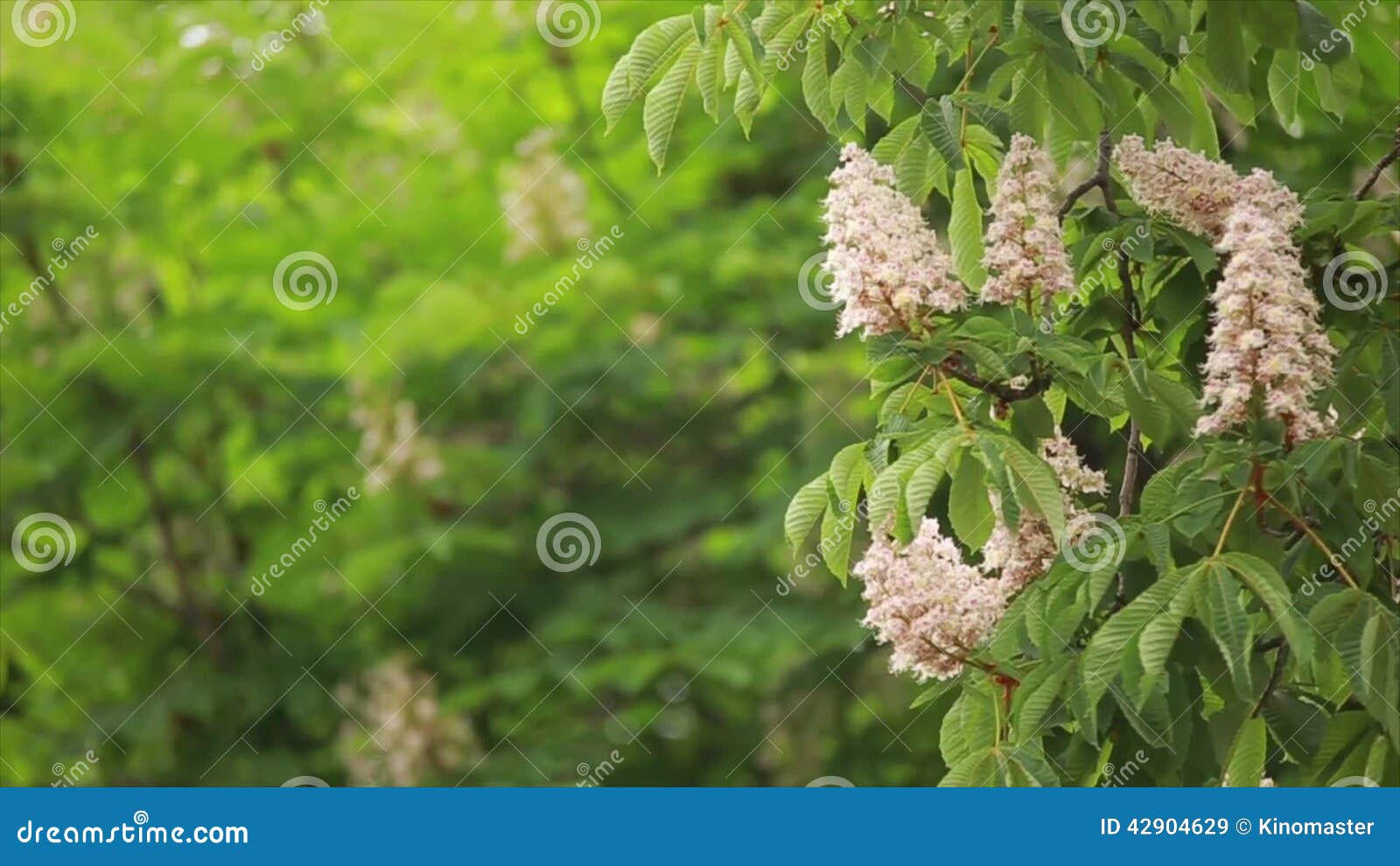 Rustle of leaves on trees stock video. Video of rustle - 42904629