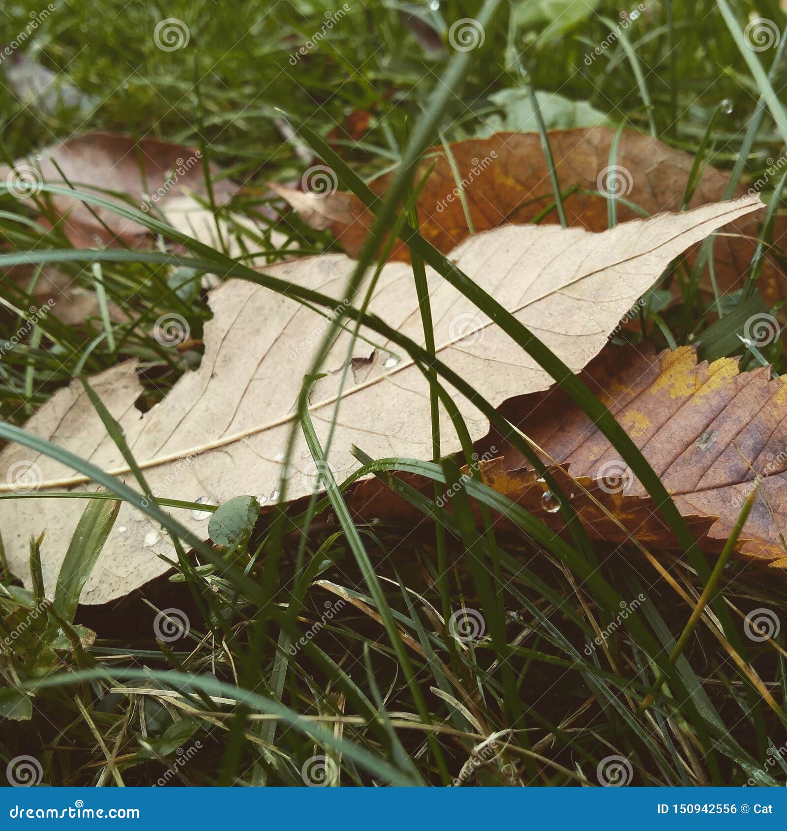 Rustle stock photo. Image of nature, rich, rustle, leaves - 150942556
