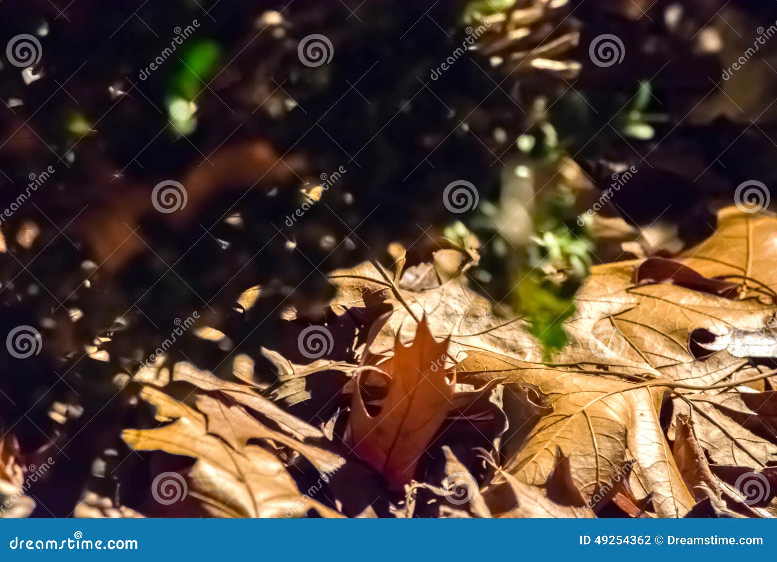 Rustling Fall Leaves stock photo. Image of brown, night - 49254362