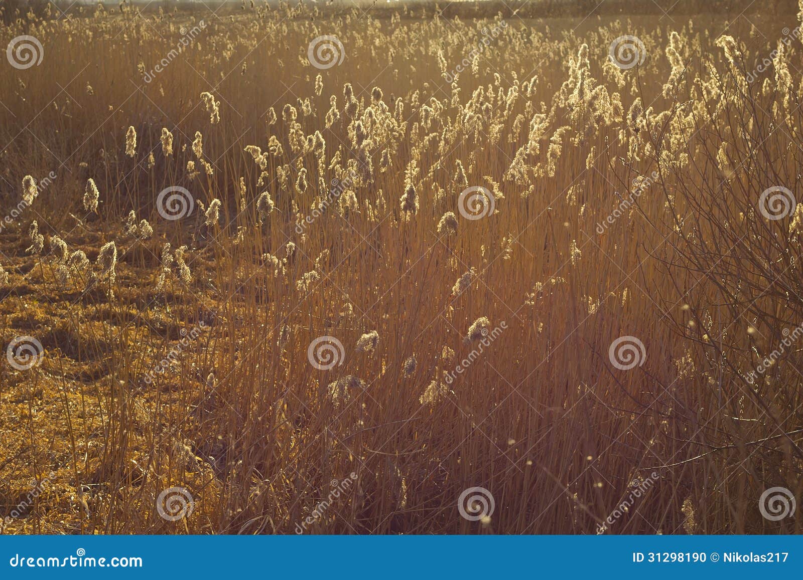 Rustling of the grass stock photo. Image of landscape - 31298190
