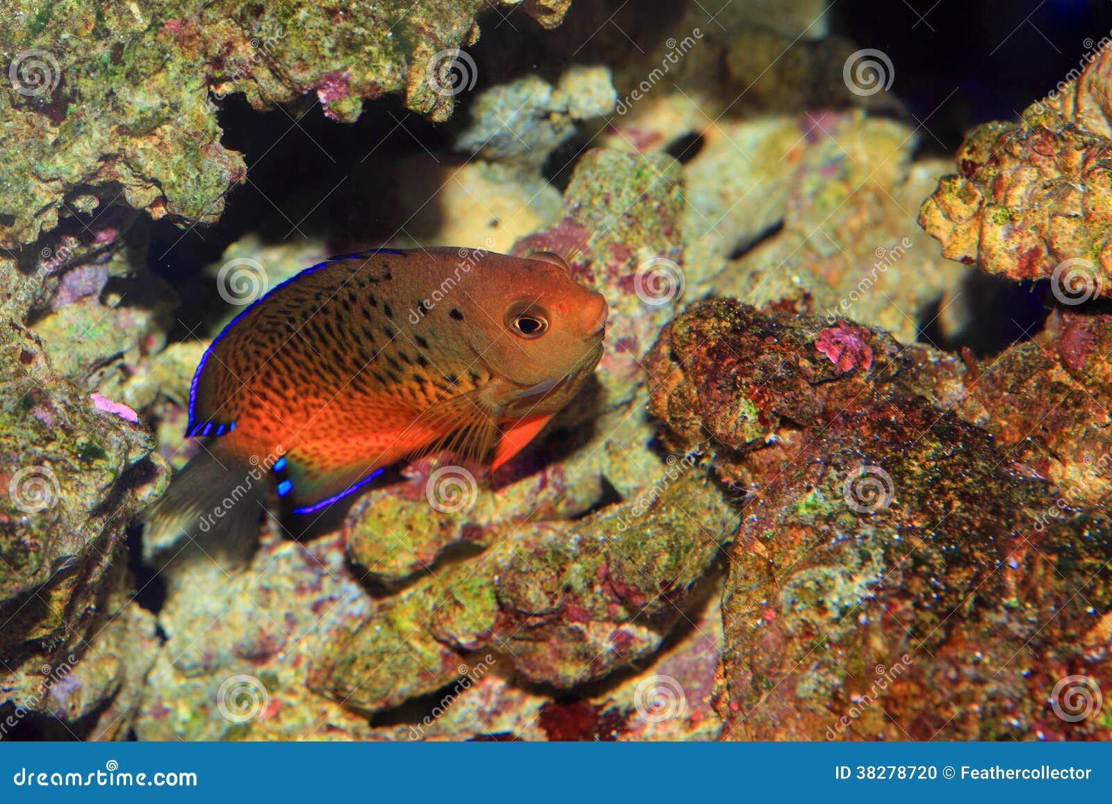 Rusty Angelfish stock photo. Image of japan, centropyge - 38278720