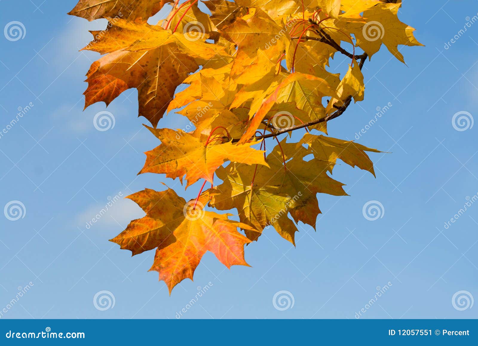 Rusty autumn leaves stock image. Image of bright, studio - 12057551