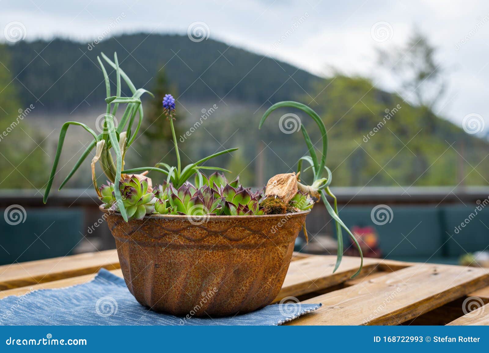Rusty Baking Pan with Small Plants Inside Stock Image - Image of modern ...