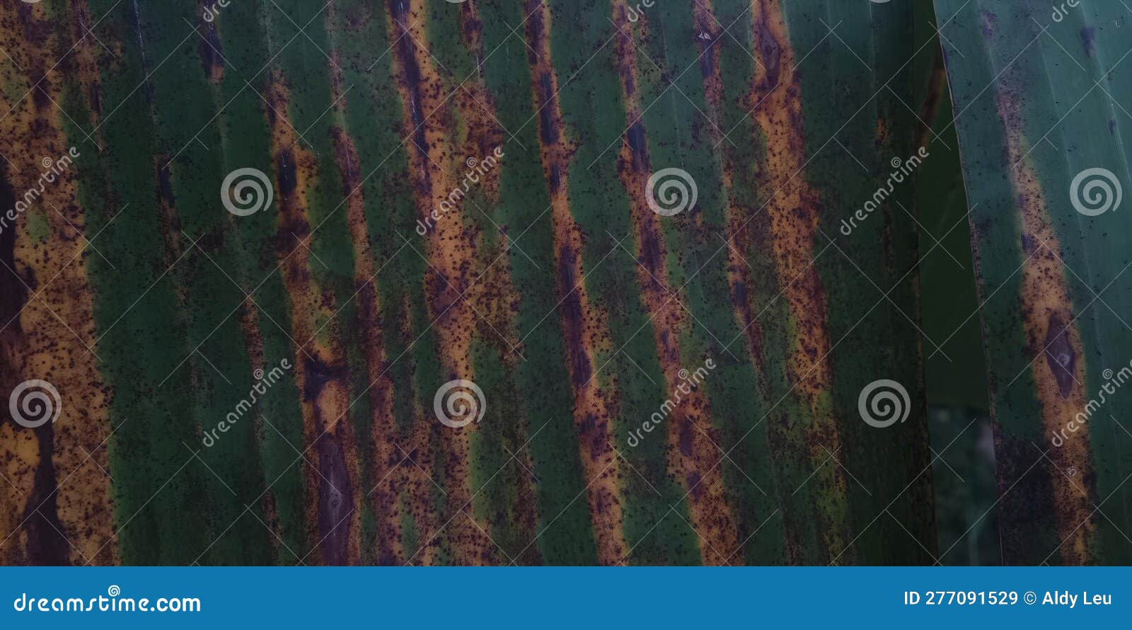 Rusty banana leaf stock image. Image of autumn, sunlight - 277091529