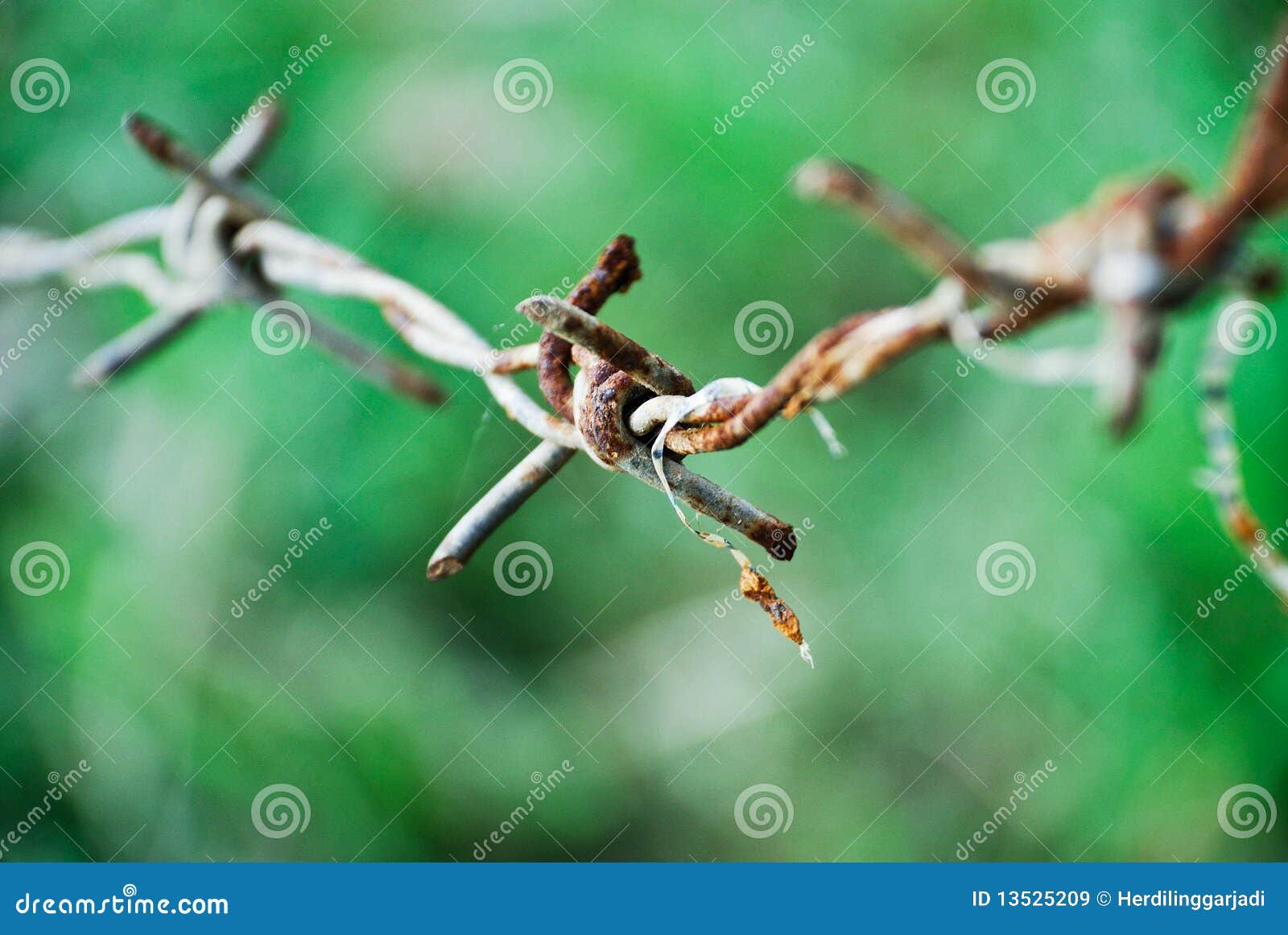 Rusty barb wire stock image. Image of fence, sharp, wired - 13525209