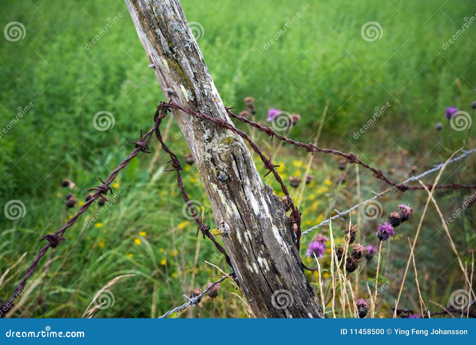 Rusty barbed wire stock photo. Image of barb, outside - 11458500