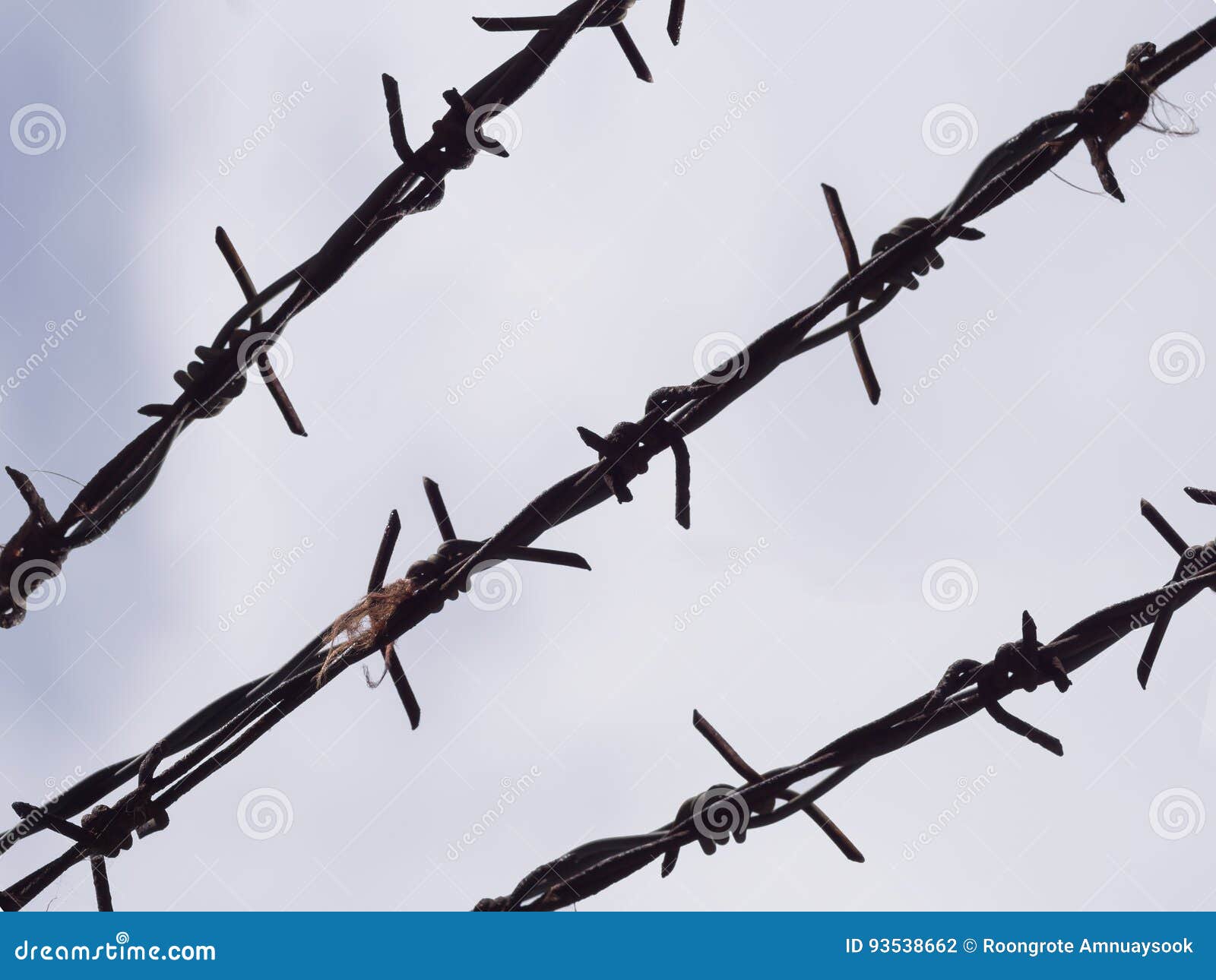 Rusty barbed wire isolated stock photo. Image of line - 93538662