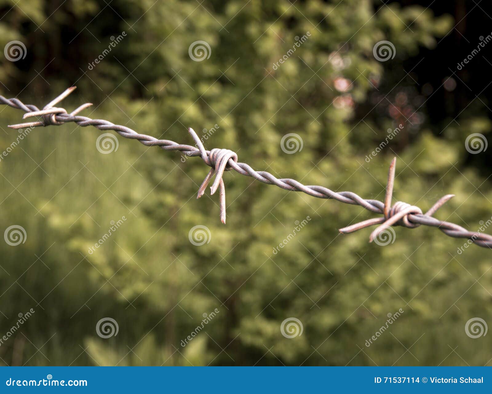 Rusty barbed wire stock photo. Image of death, desperately - 71537114