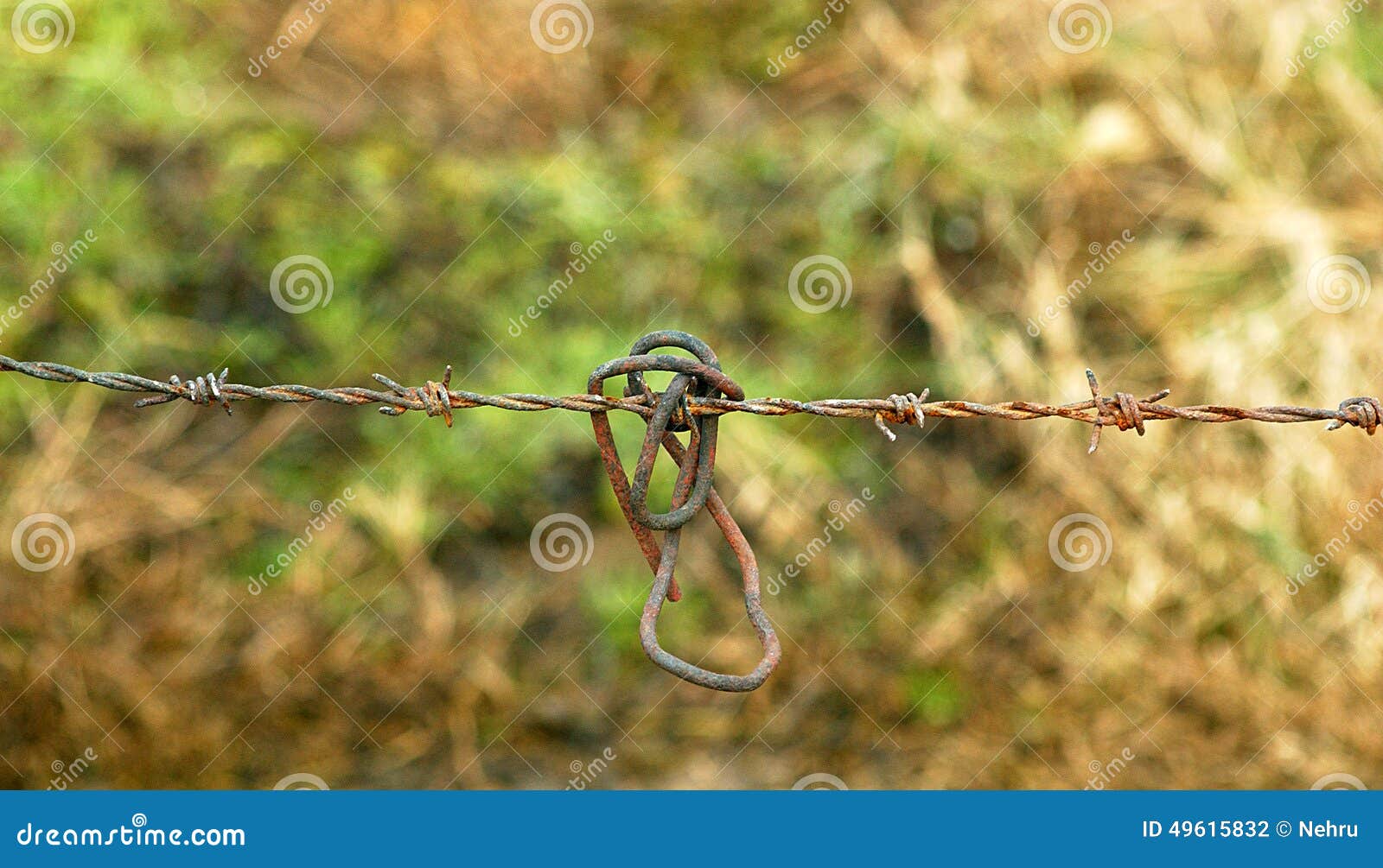 Rusty barbed wire stock photo. Image of oxid, iron, freum - 49615832