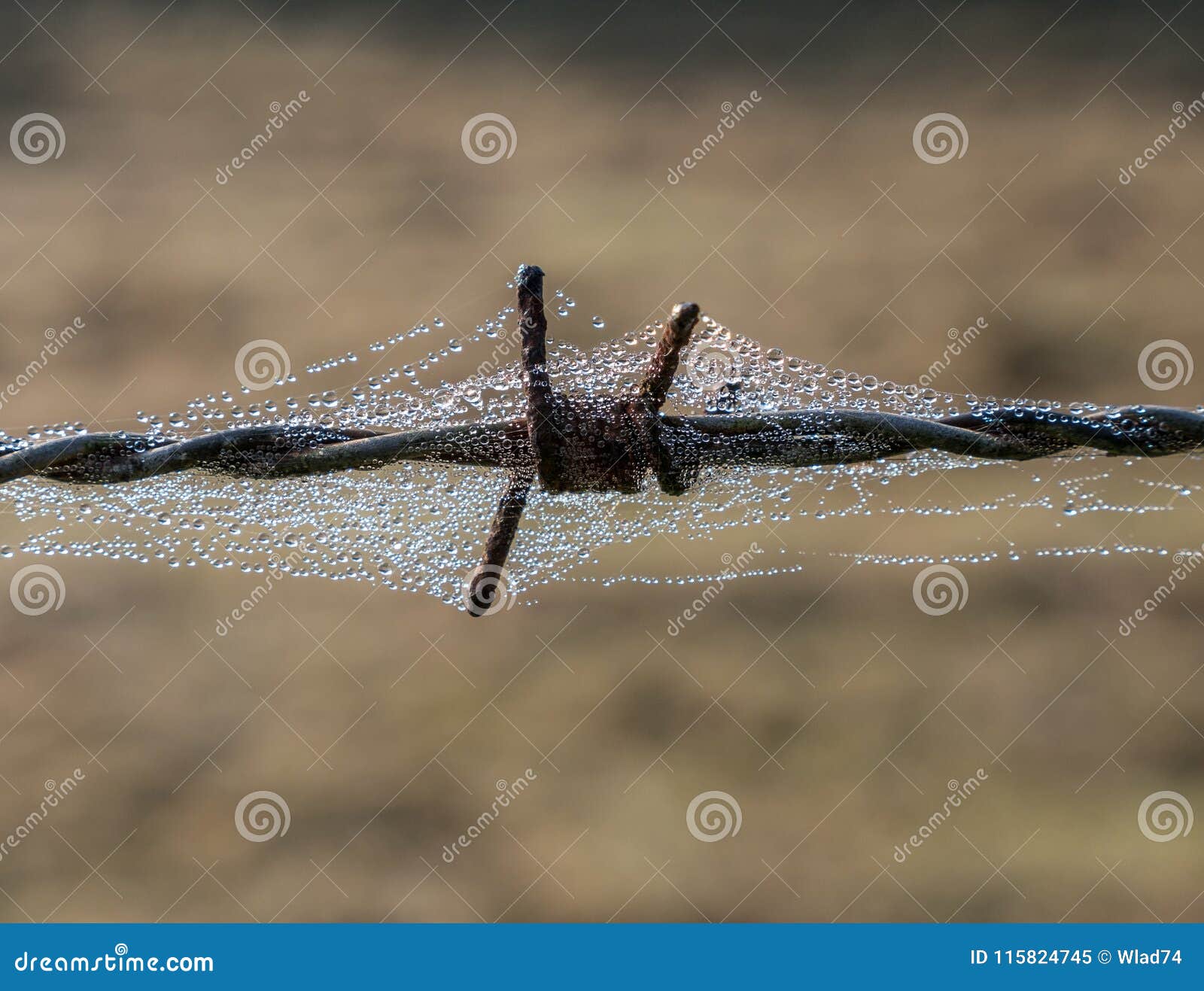 The Rusty Barbed Wire in a Spiderweb Stock Image - Image of macro ...