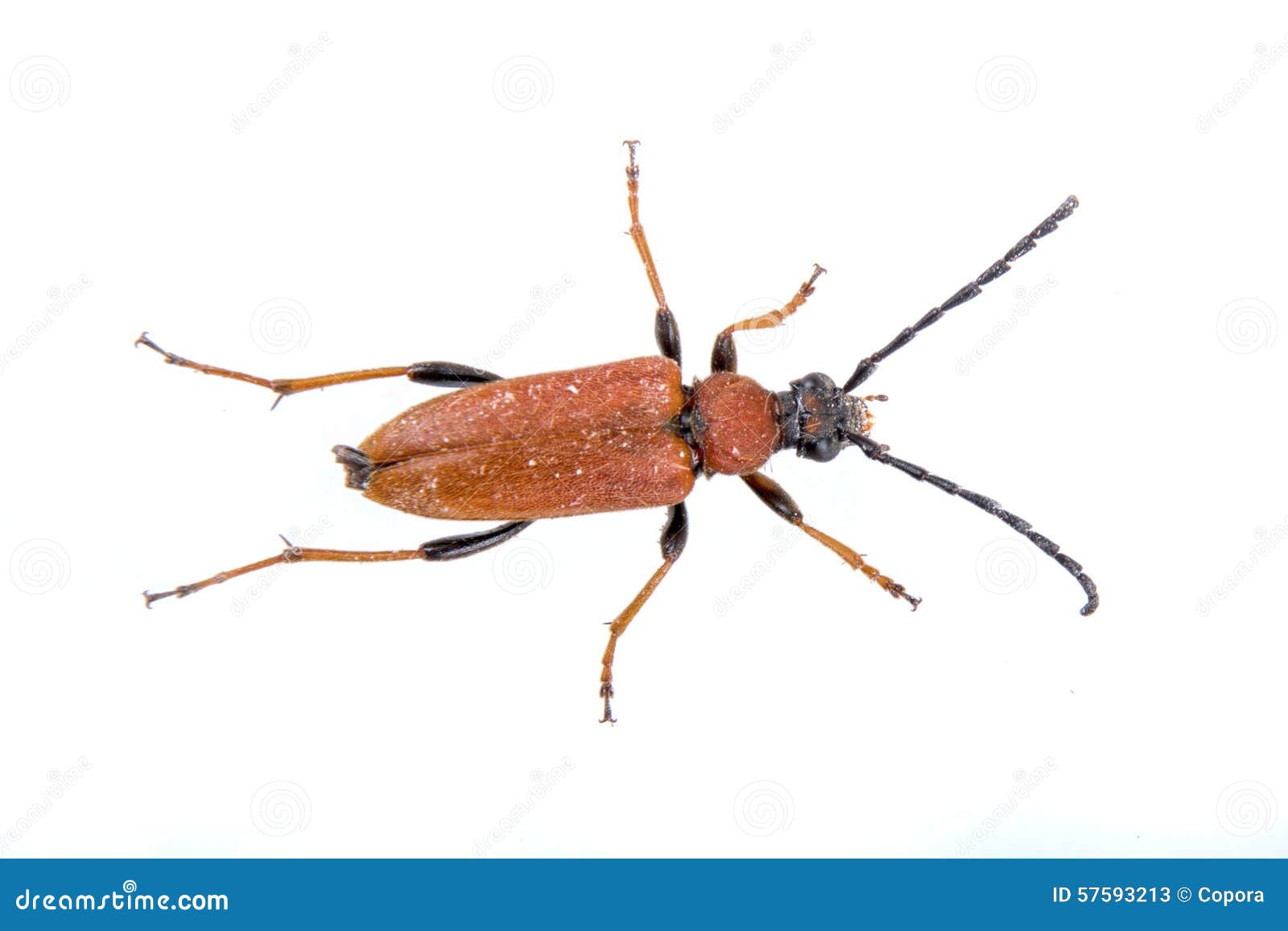 Rusty Beetle on a White Background Stock Image - Image of insect ...