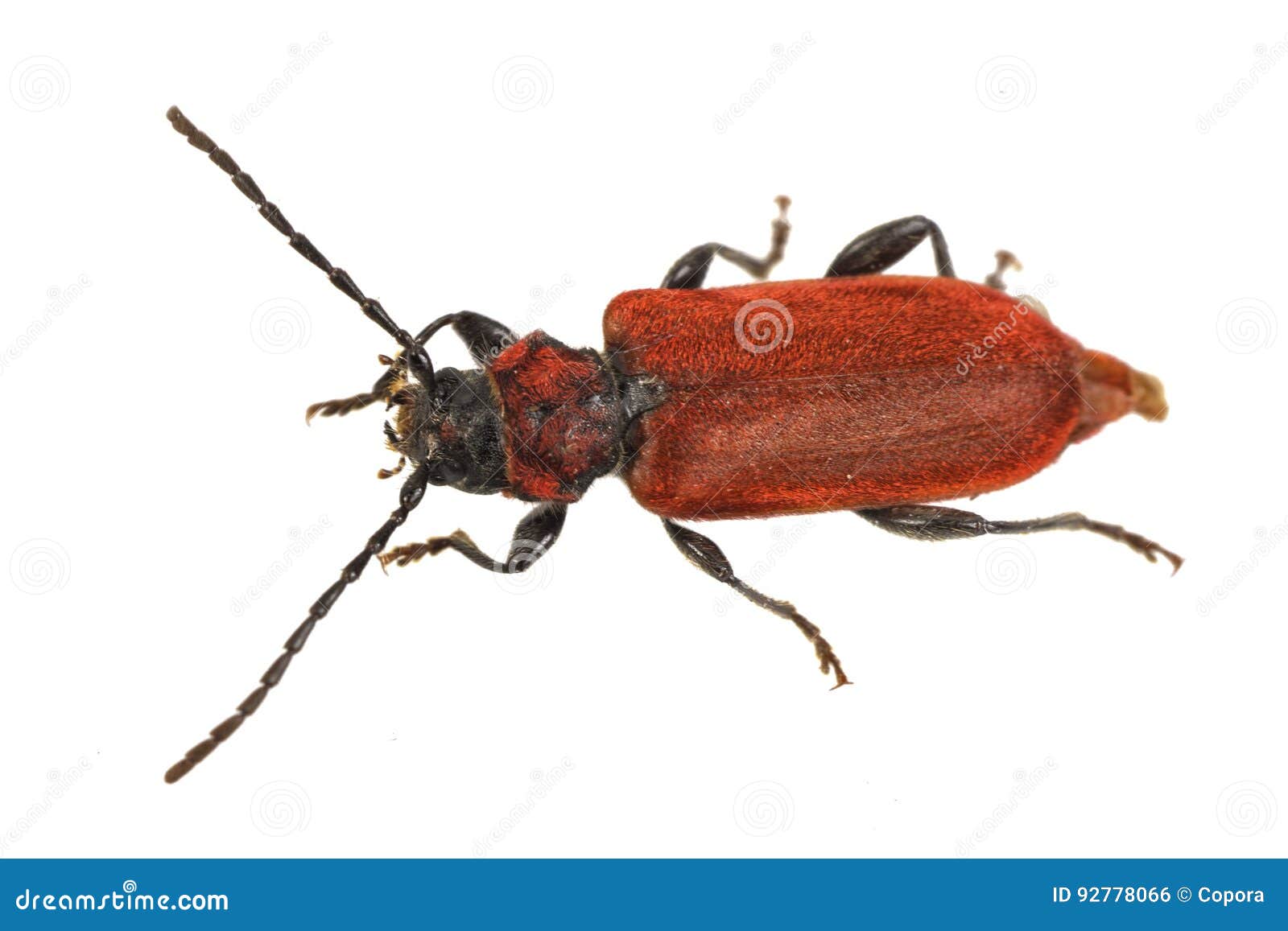 Rusty Beetle on a White Background Stock Photo - Image of invertebrate ...