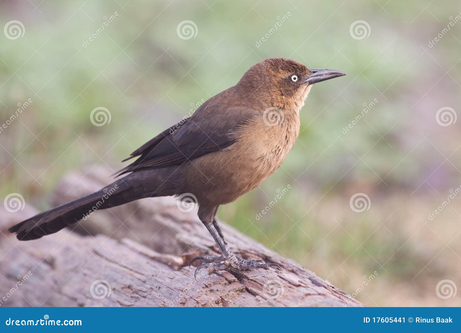 Female Rusty Blackbird Stock Photos - Free & Royalty-Free Stock Photos ...