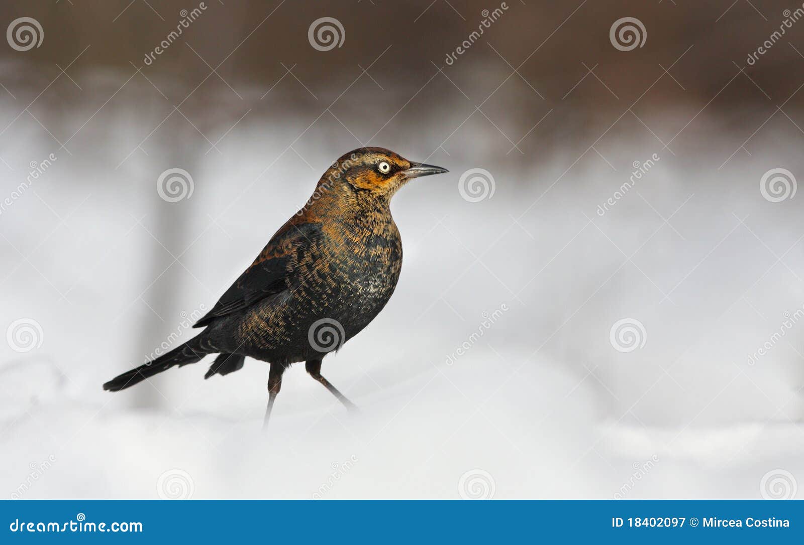 Rusty Blackbird stock image. Image of quebec, wild, blackbird - 18402097