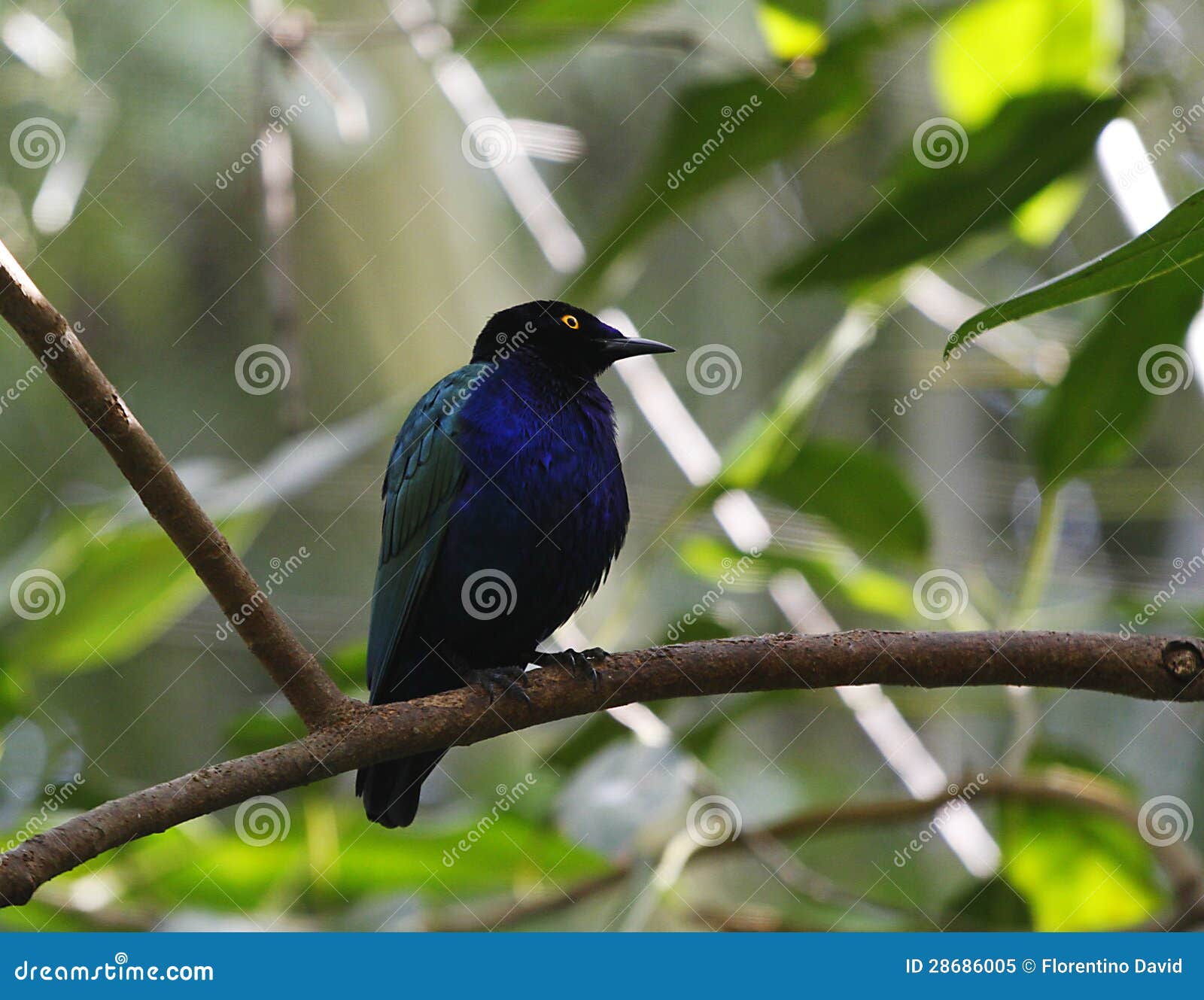 Rusty blackbird stock image. Image of eyes, aviary, perched - 28686005