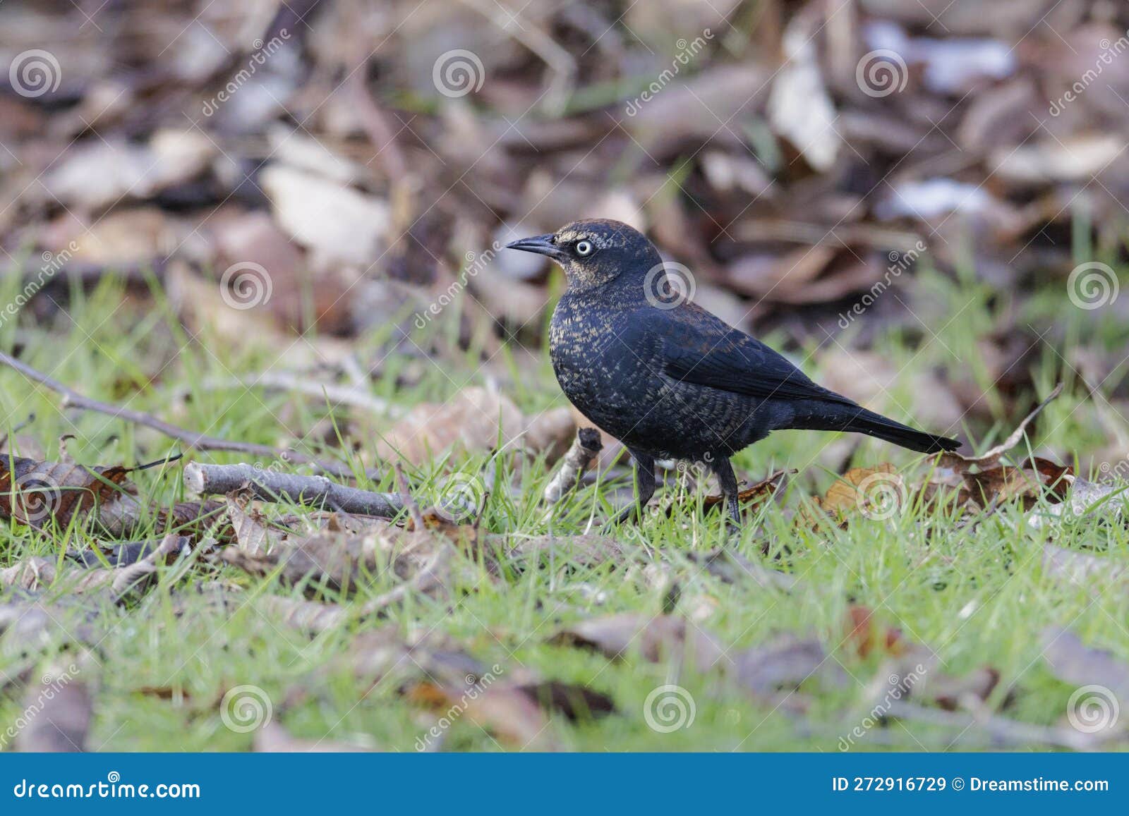 Rusty Blackbird bird stock image. Image of animal, columbia - 272916729