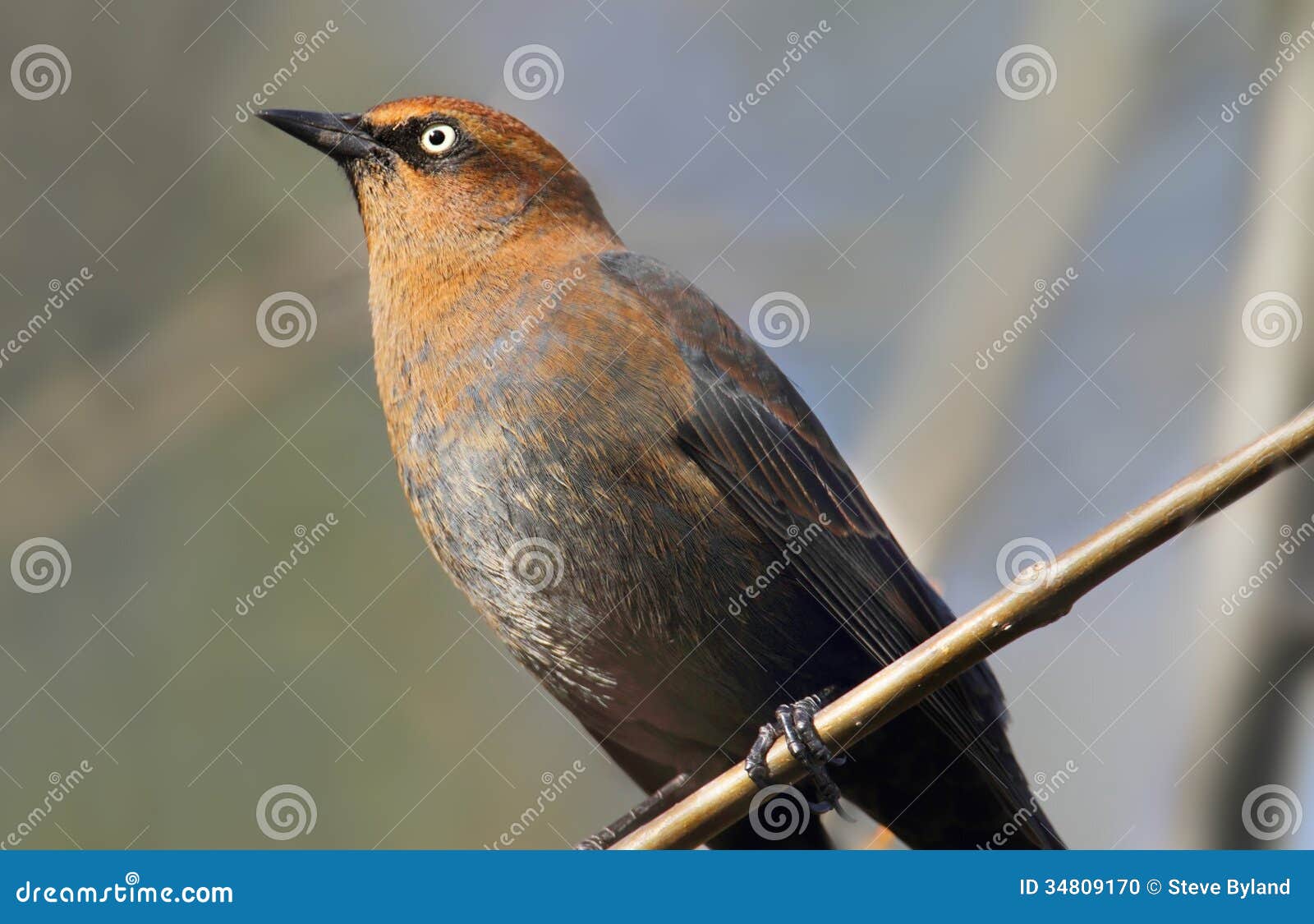Rusty Blackbird (Euphagus Carolinus) Stock Photo - Image of branch ...