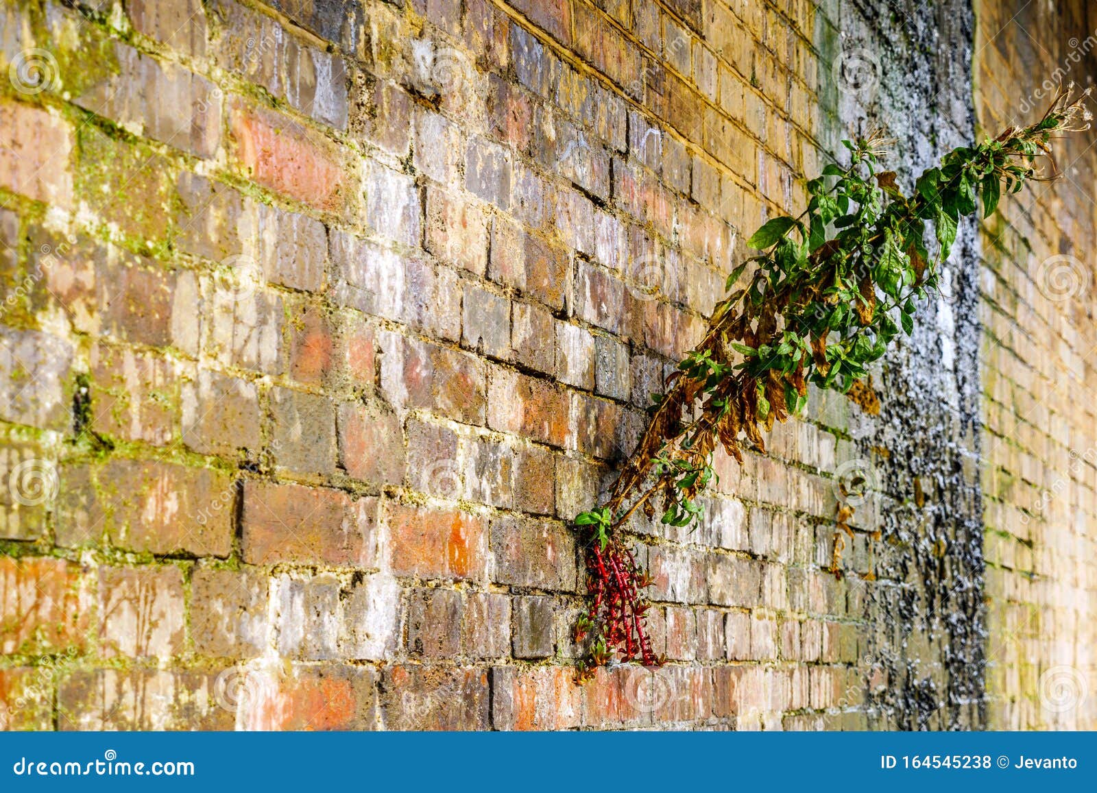 Rusty Brick Wall Under Railway Bridge in England Uk Stock Photo - Image ...