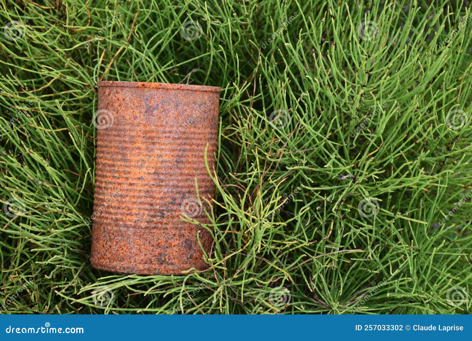 A rusty can stock photo. Image of tree, yard, flooring - 257033302