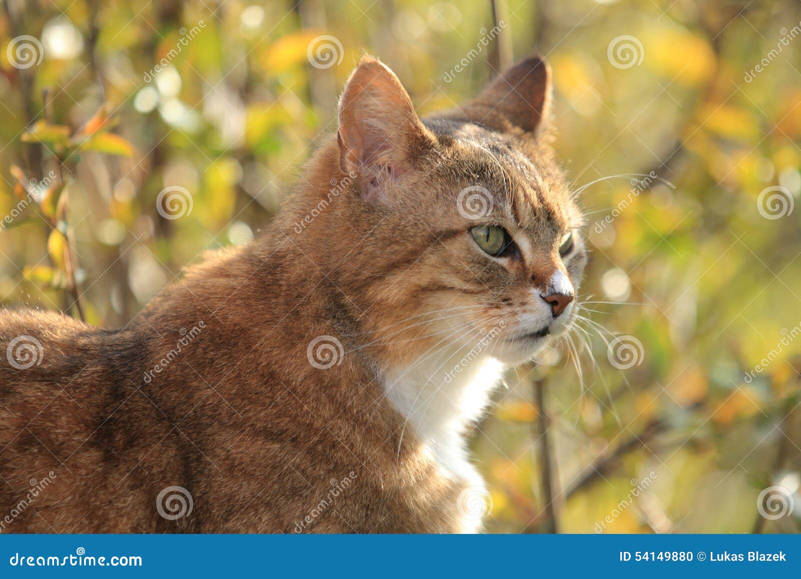 Rusty cat stock photo. Image of detail, adult, grass - 54149880