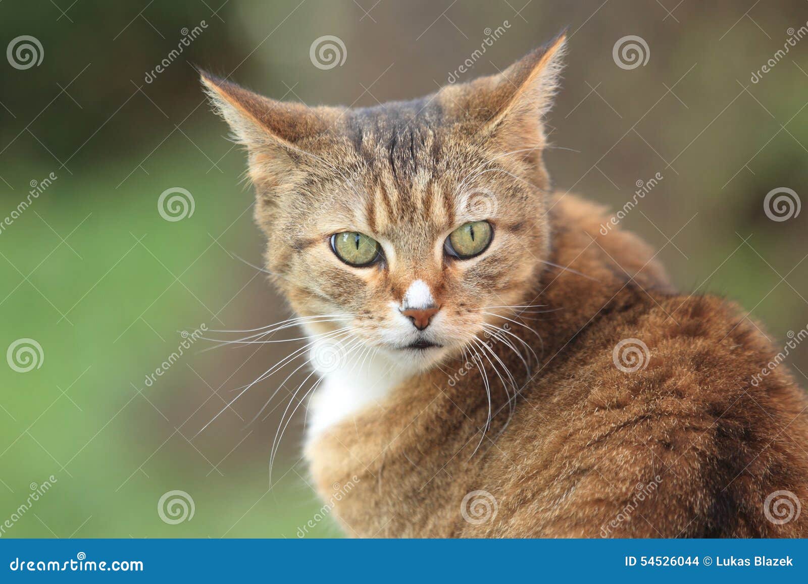 Rusty cat stock photo. Image of nature, grass, gaze, animal - 54526044