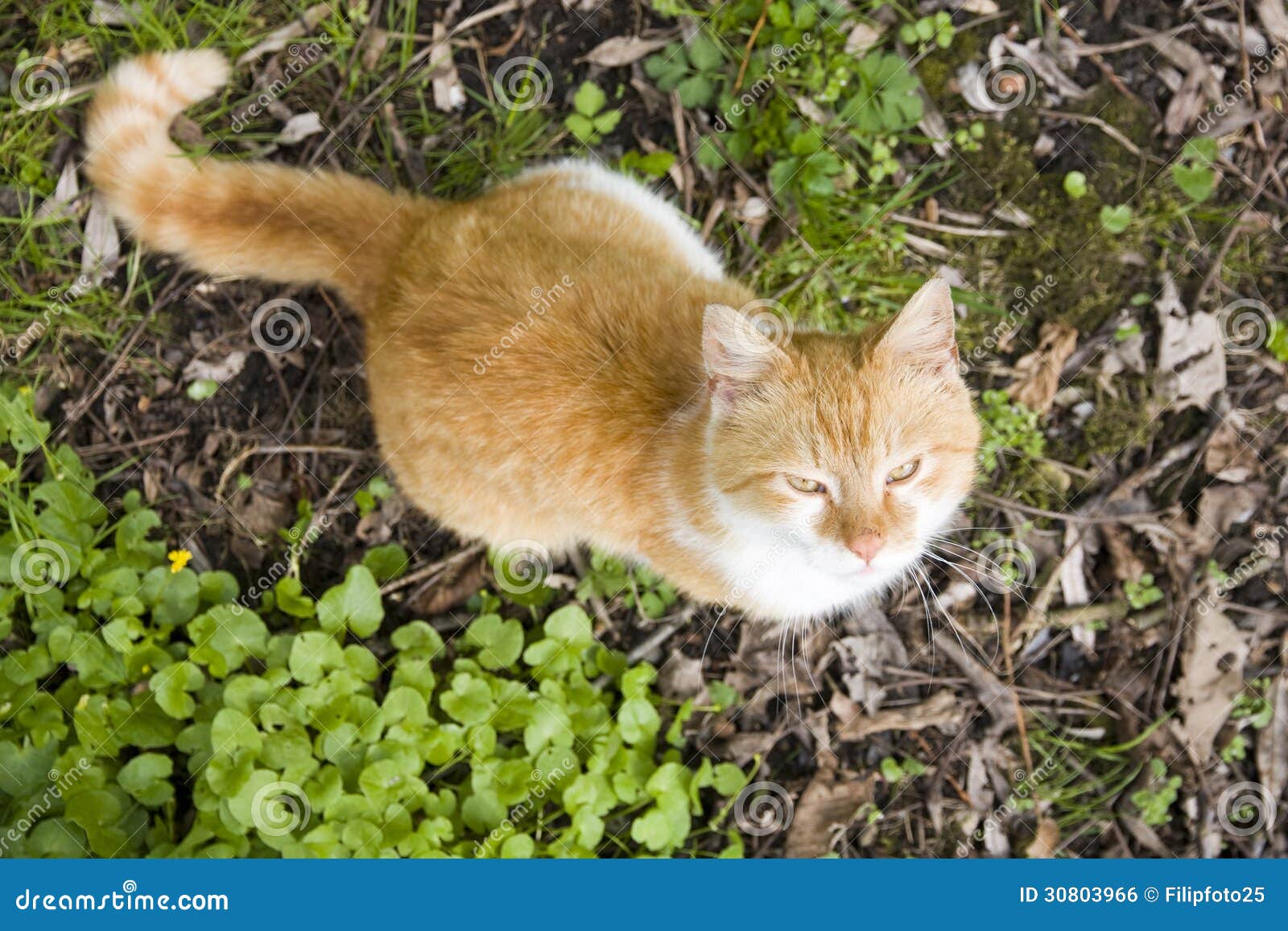 Rusty cat stock photo. Image of funny, head, housecat - 30803966