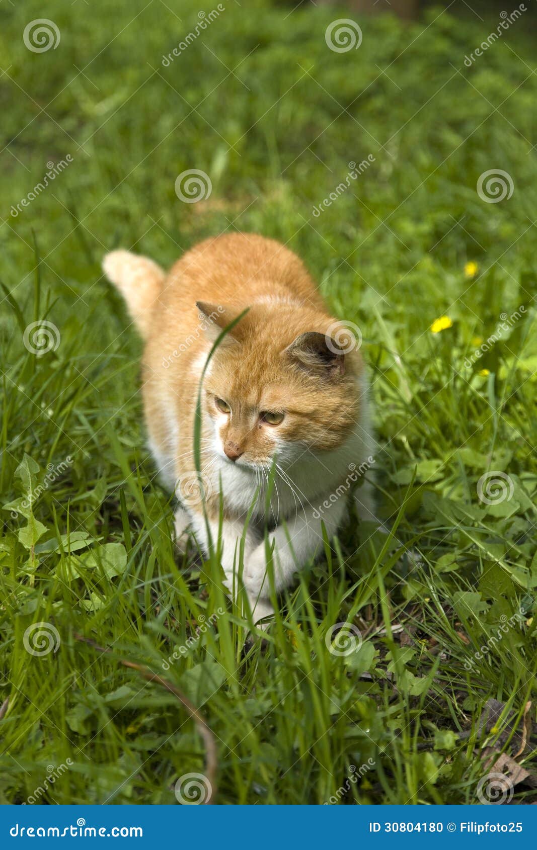 Rusty cat stock photo. Image of hair, kitten, life, close - 30804180
