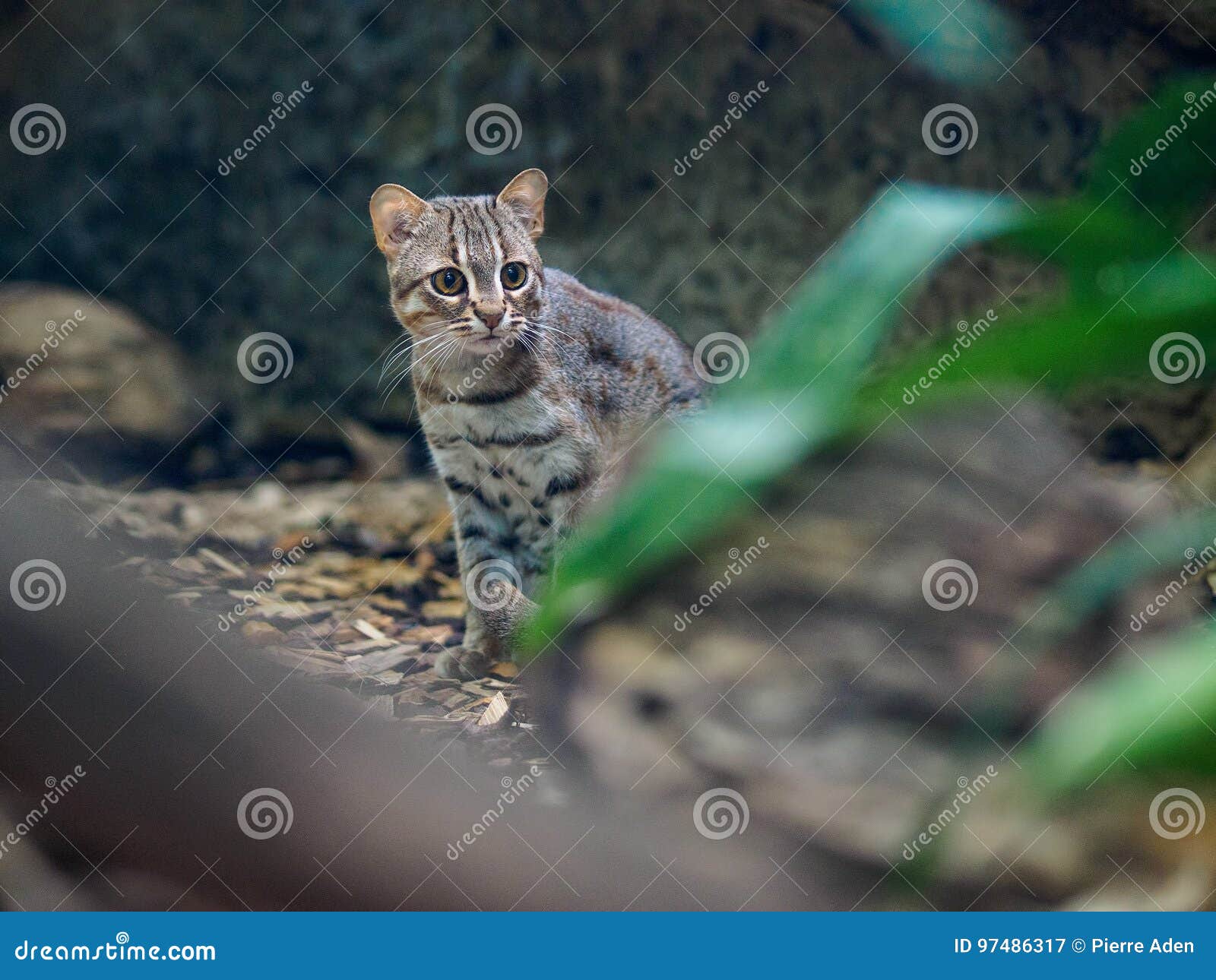 Rusty cat in zoo stock image. Image of rustyspotted, mammal - 97486317