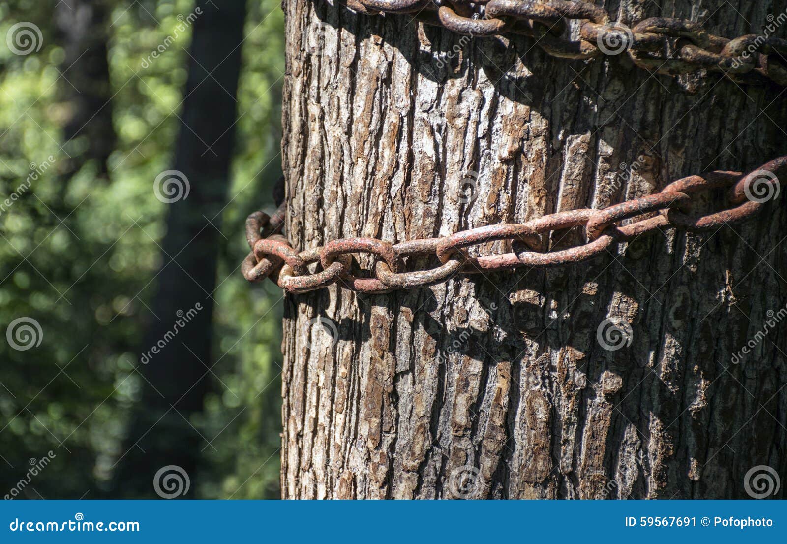 RUSTY CHAIN on TREE stock image. Image of chain, security - 59567691