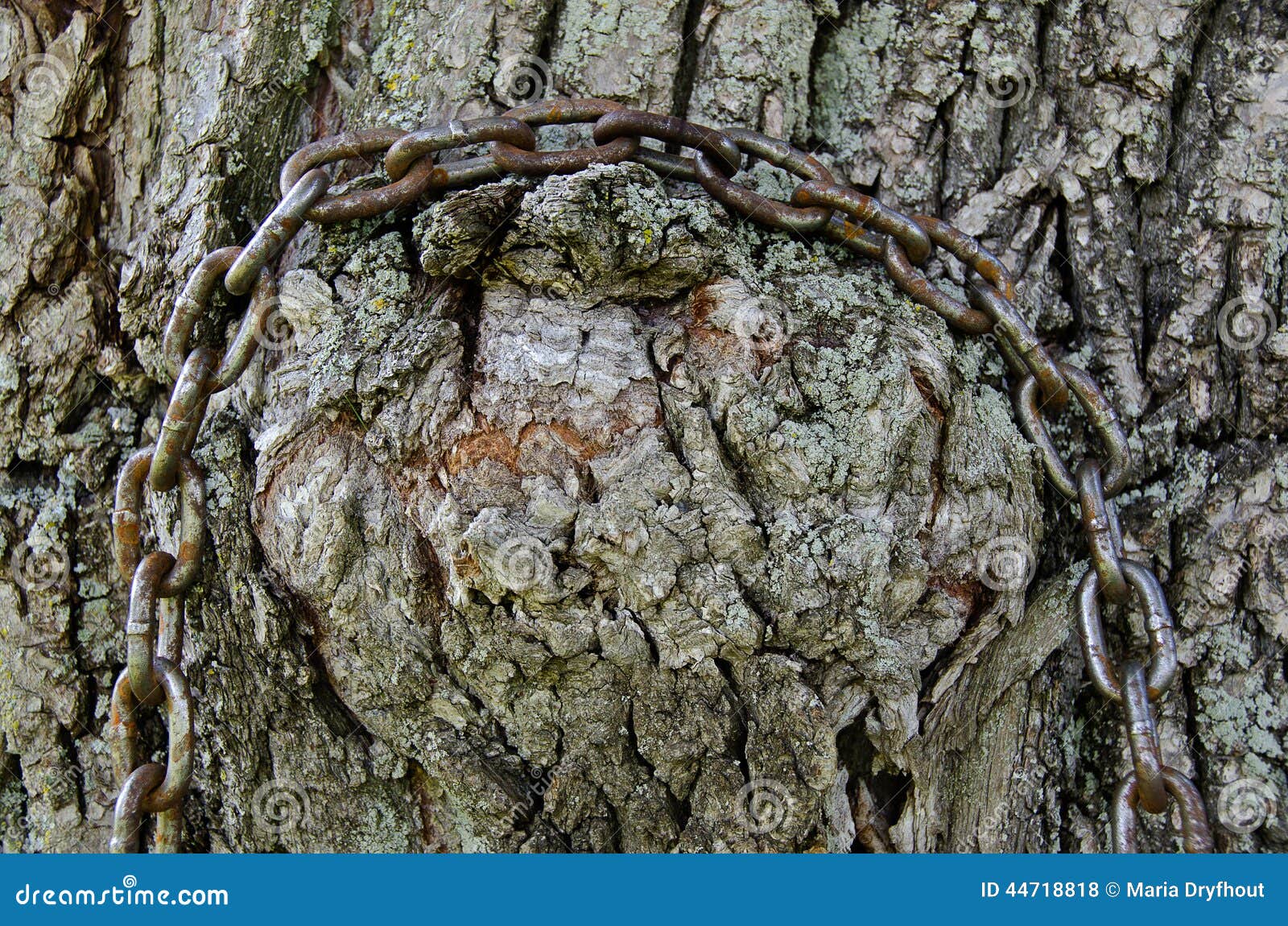 Rusty chain on tree stock photo. Image of pattern, nature - 44718818