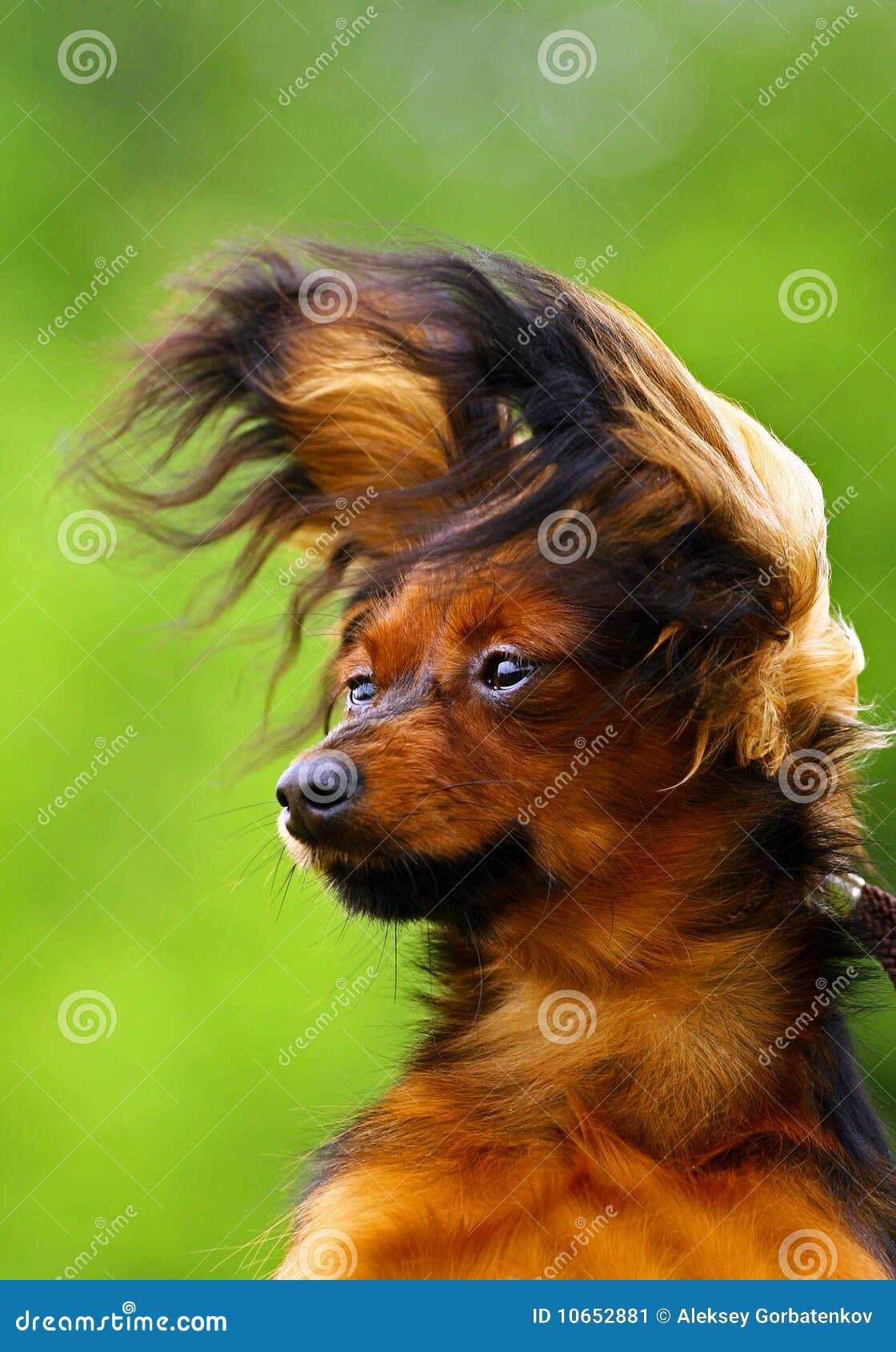 Rusty dog portrait stock image. Image of rust, young - 10652881