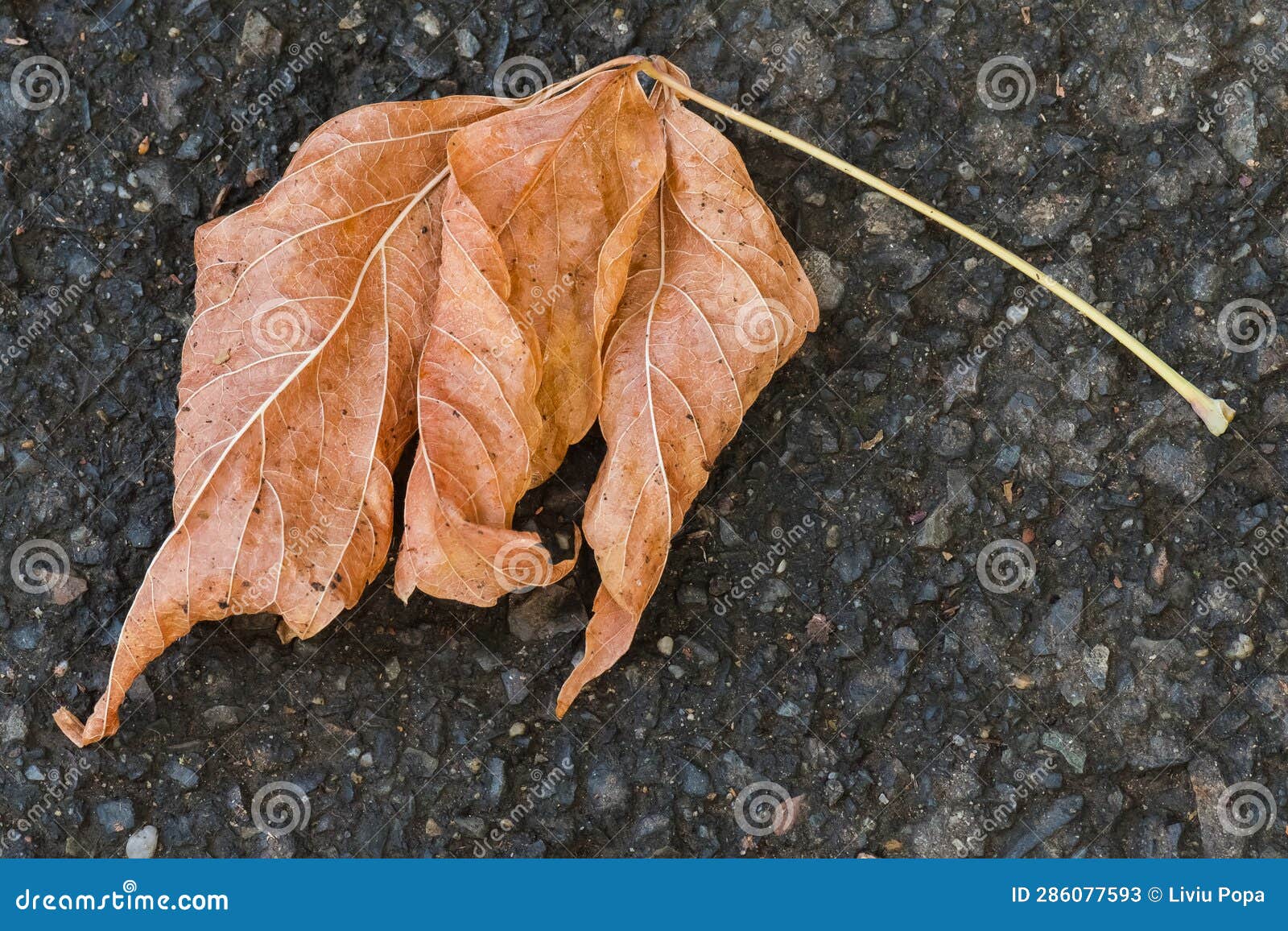 Rusty Dry Leaf Fallen on the Sidewalk in Summer Stock Image - Image of ...