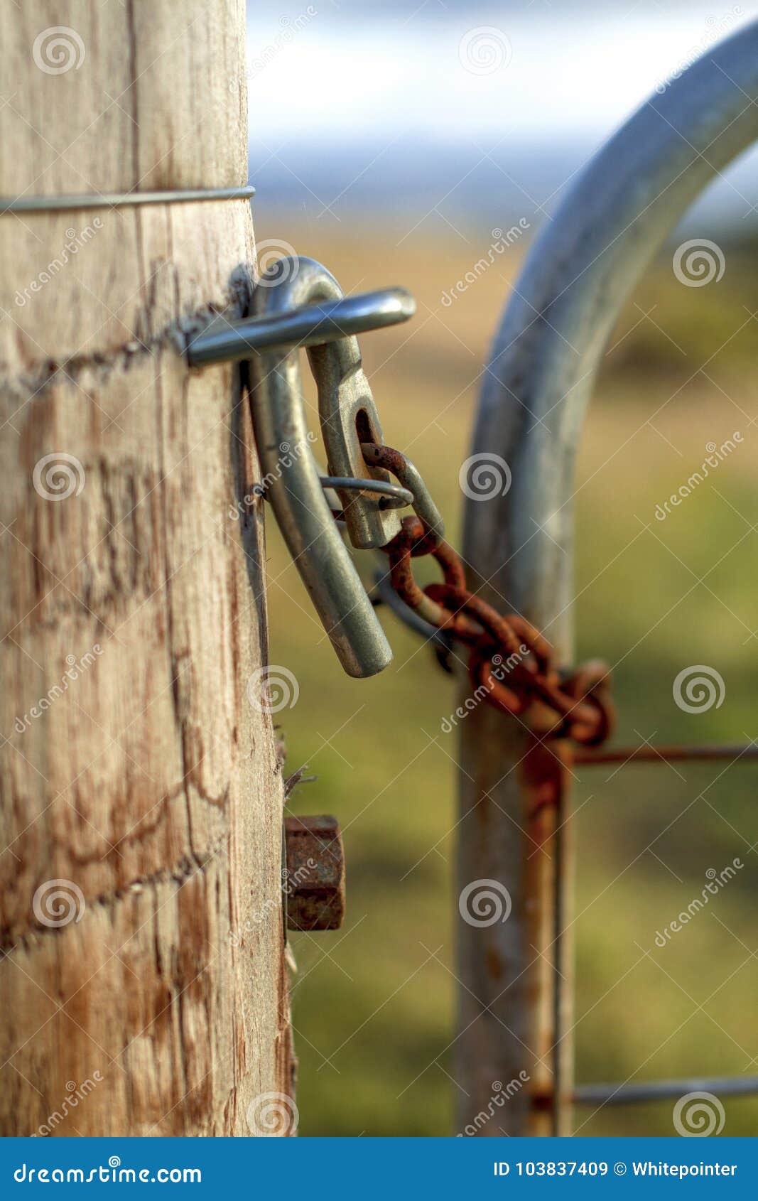 A Rusty Gate Lock at the Cattle Farm Stock Image - Image of rural, gate ...