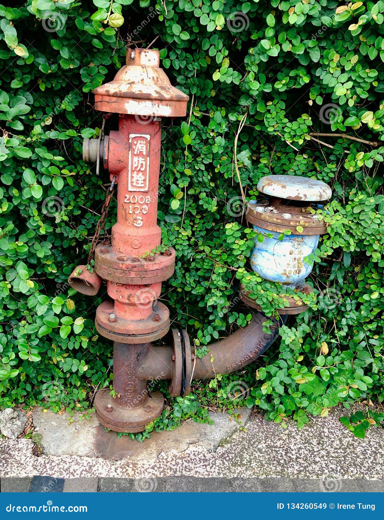 Rusty Fire Hydrant Covered with Vines Stock Image - Image of used ...