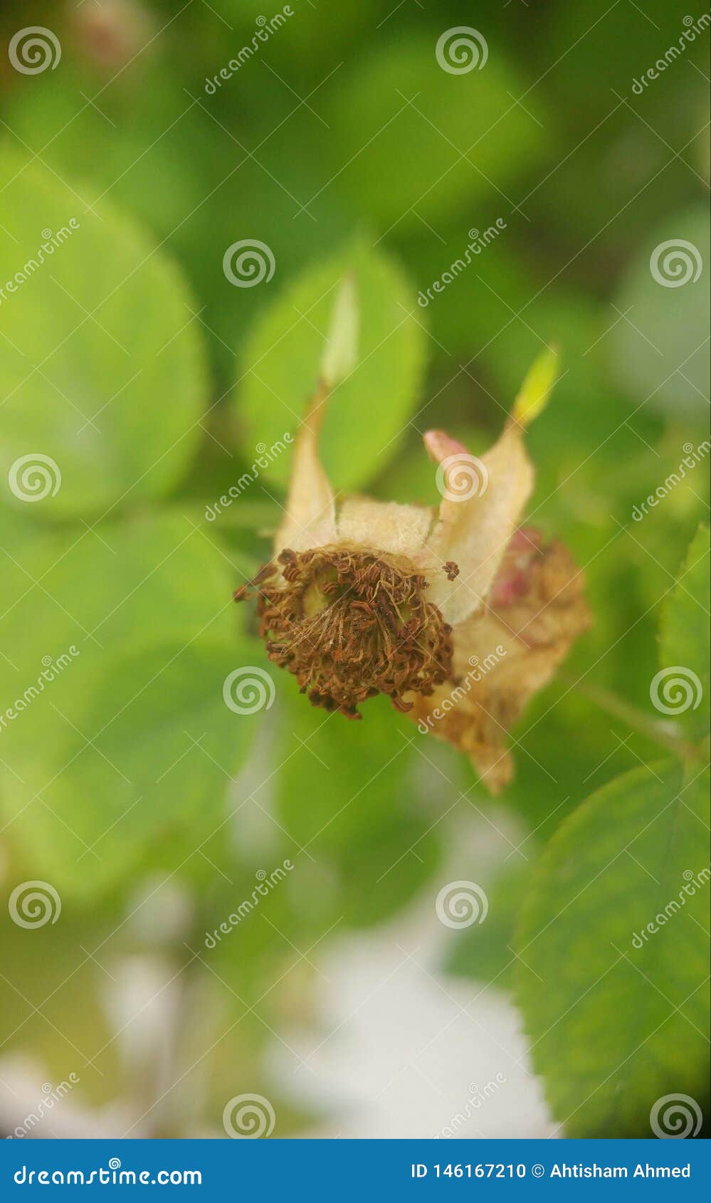 Rusty flower stock photo. Image of flower, google, rusty - 146167210