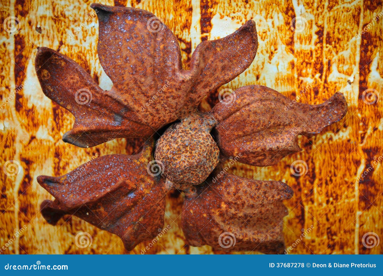 Rusty Flower stock photo. Image of flower, rusty, daisy - 37687278