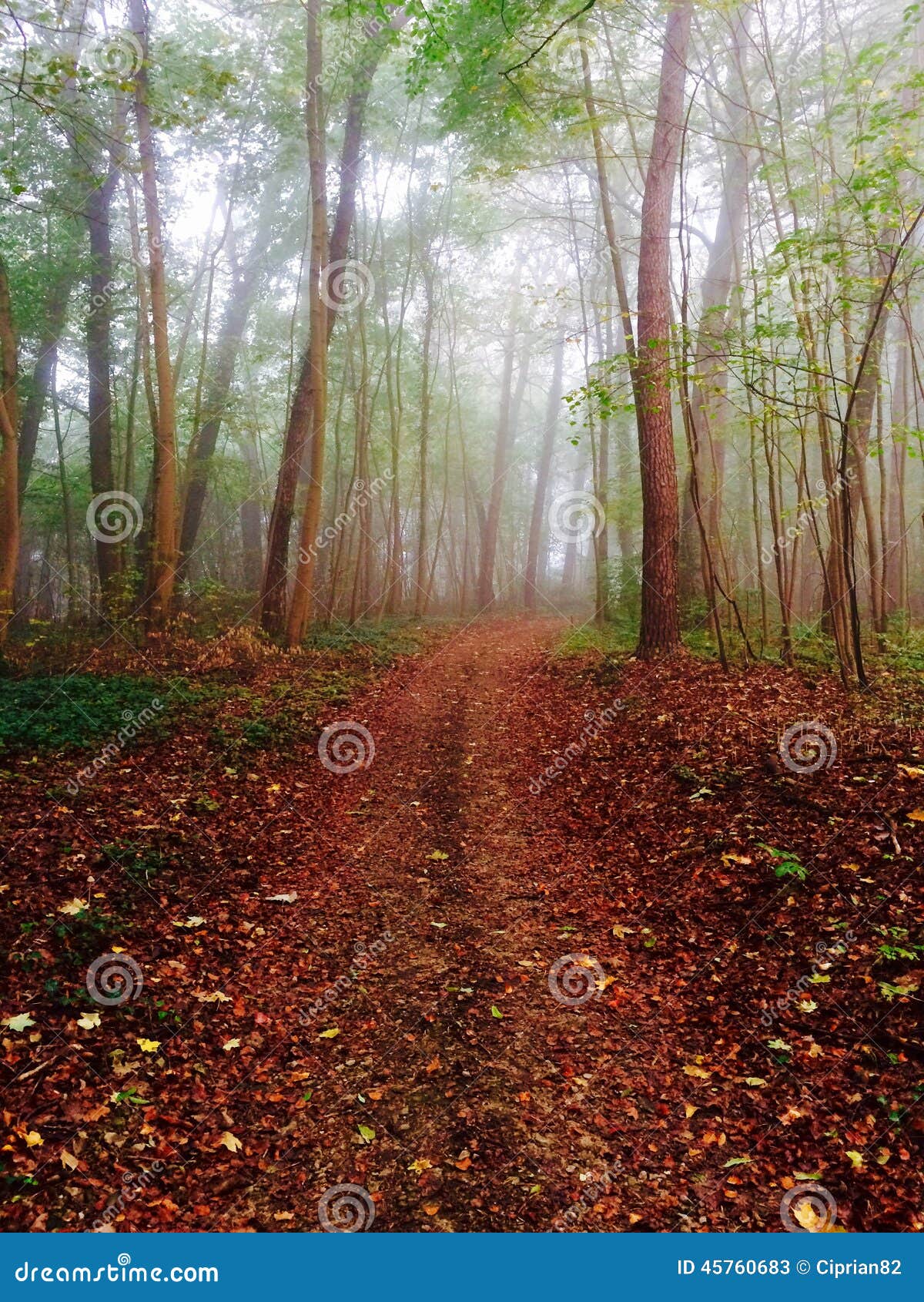 Rusty forest stock image. Image of idyllic, woods, romantic - 45760683