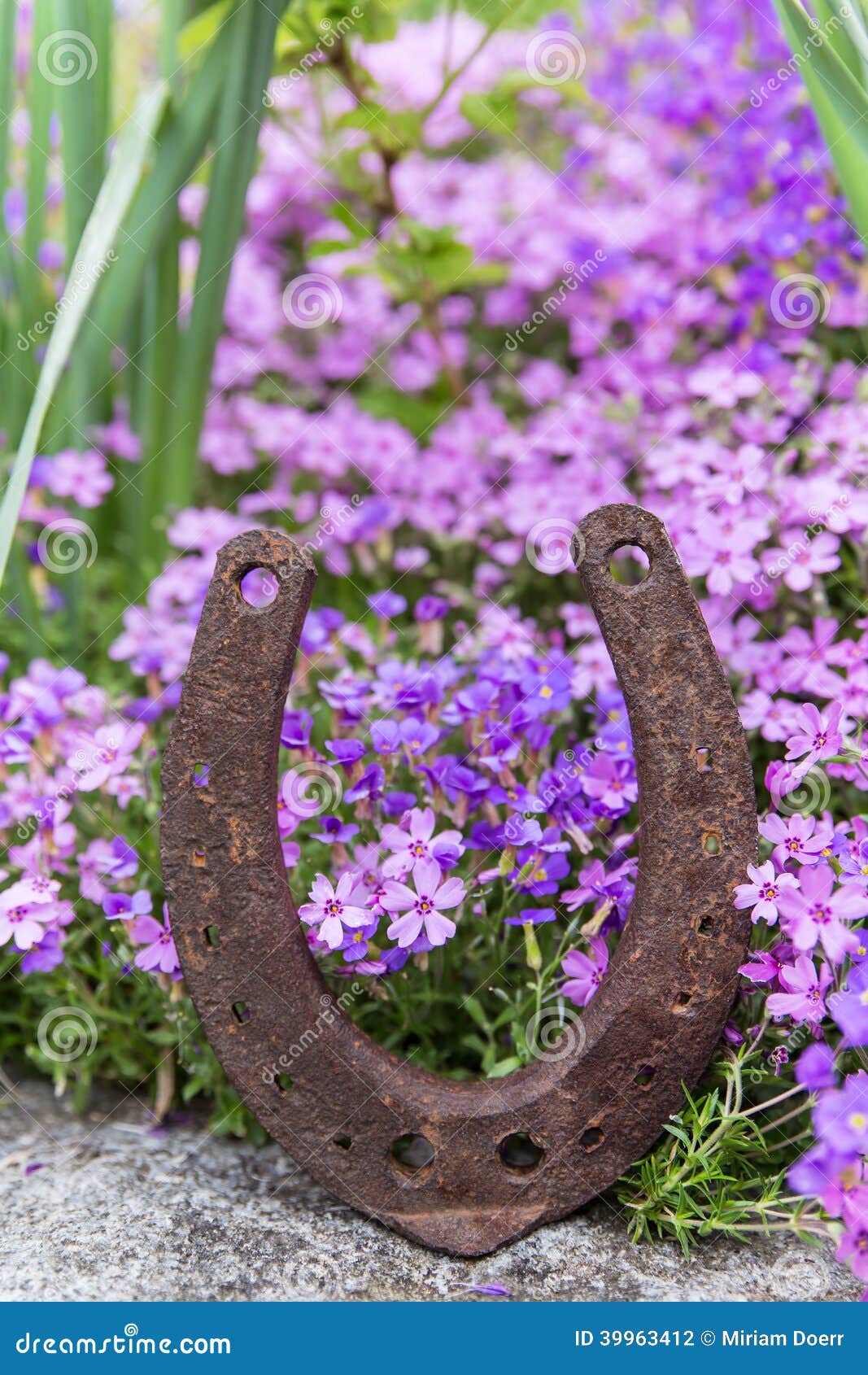 Rusty Horseshoe in Front of a Lots of Purple Spring Flowers Stock Photo ...