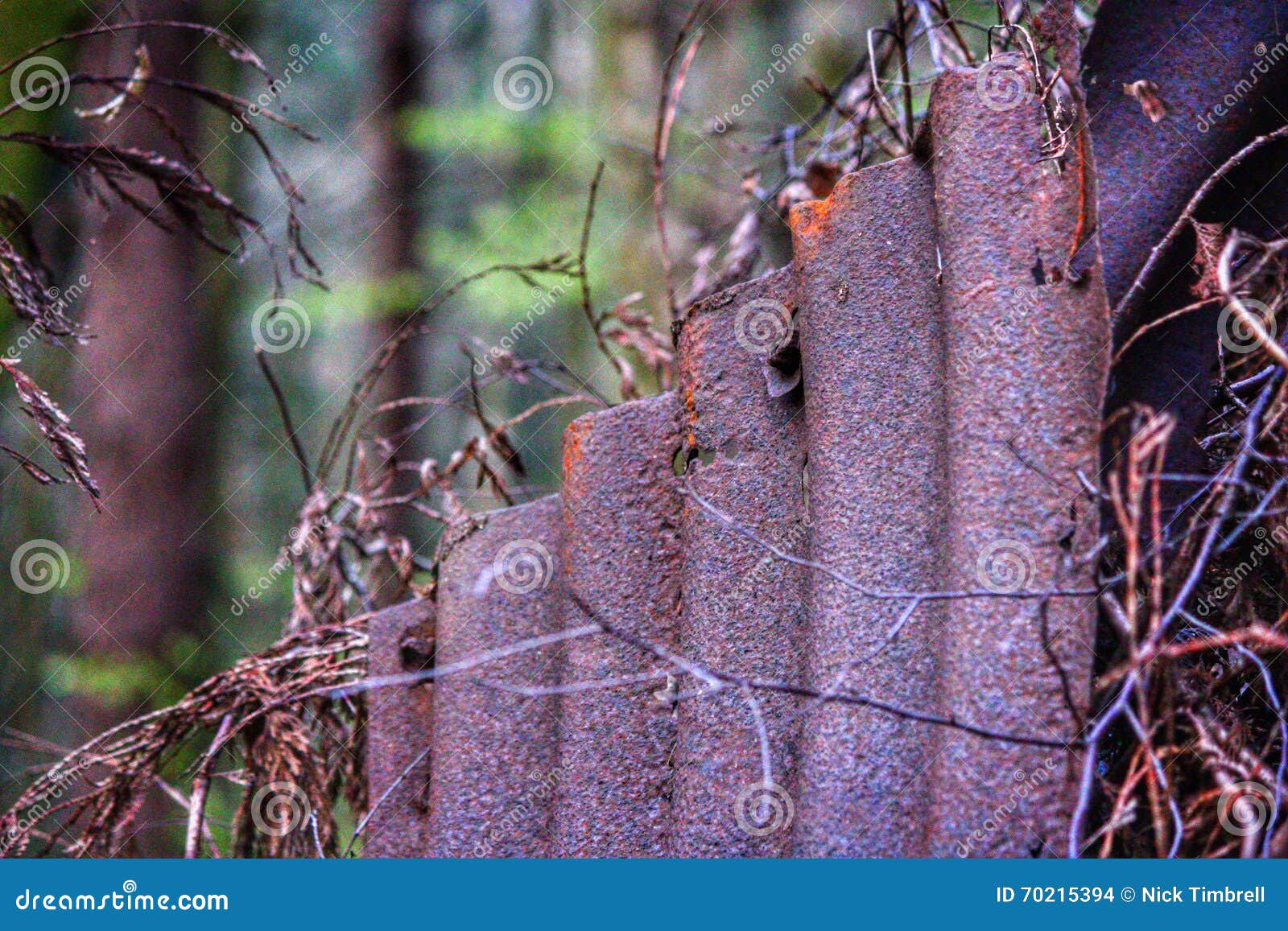 Rusty Iron Fence Panel in the Forest Stock Photo - Image of fence ...