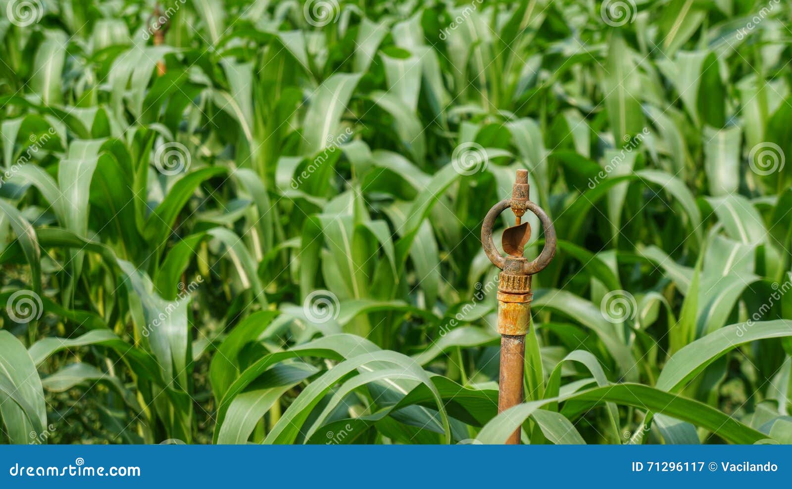 Rusty Irrigation Sprinkler in Corn Field Stock Image - Image of field ...
