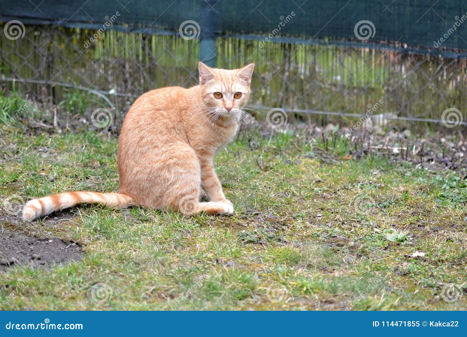 Rusty kitten in the garden stock image. Image of interesting - 114471855