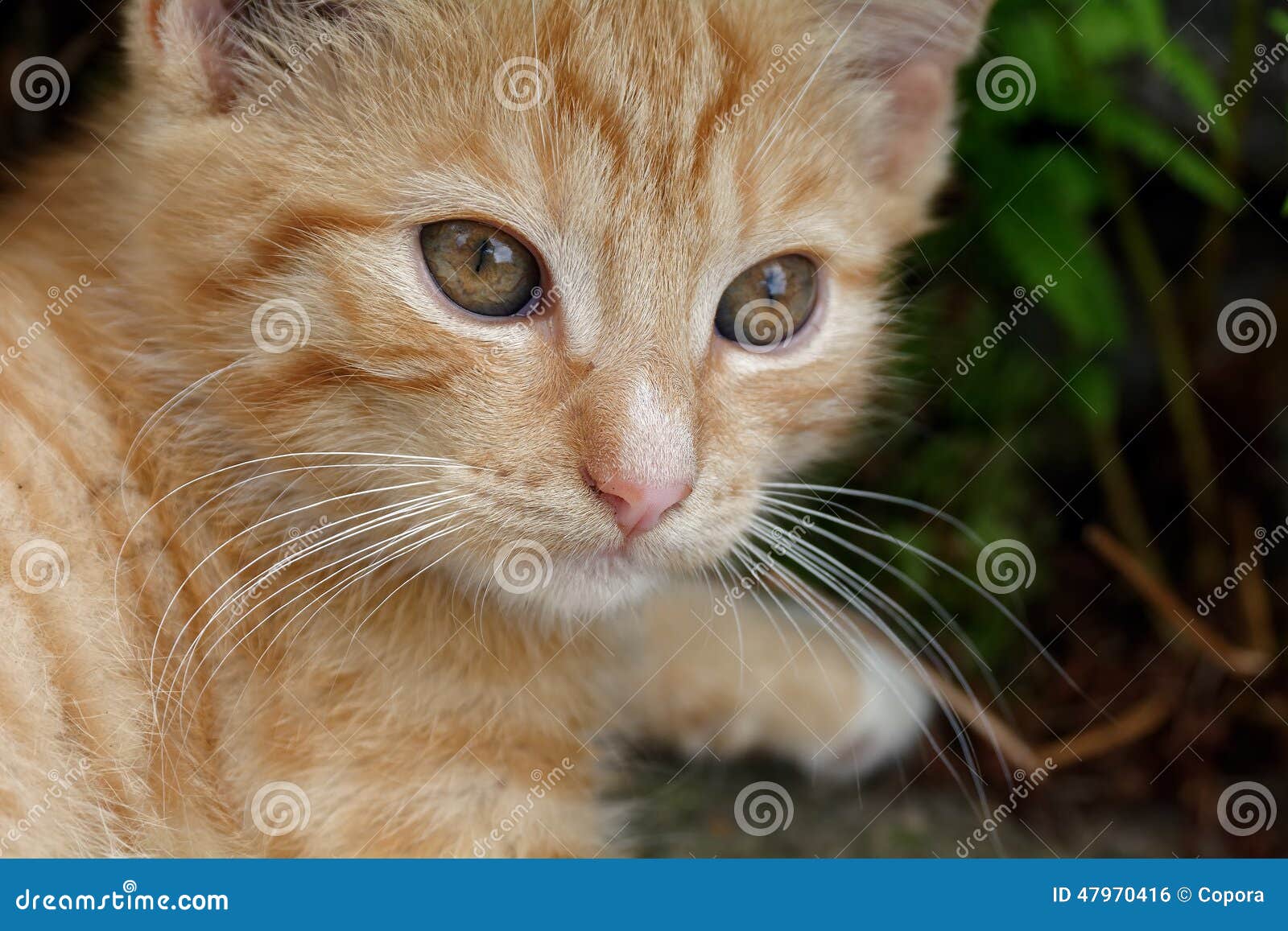 Rusty kitten stock photo. Image of kitten, domestic, front - 47970416