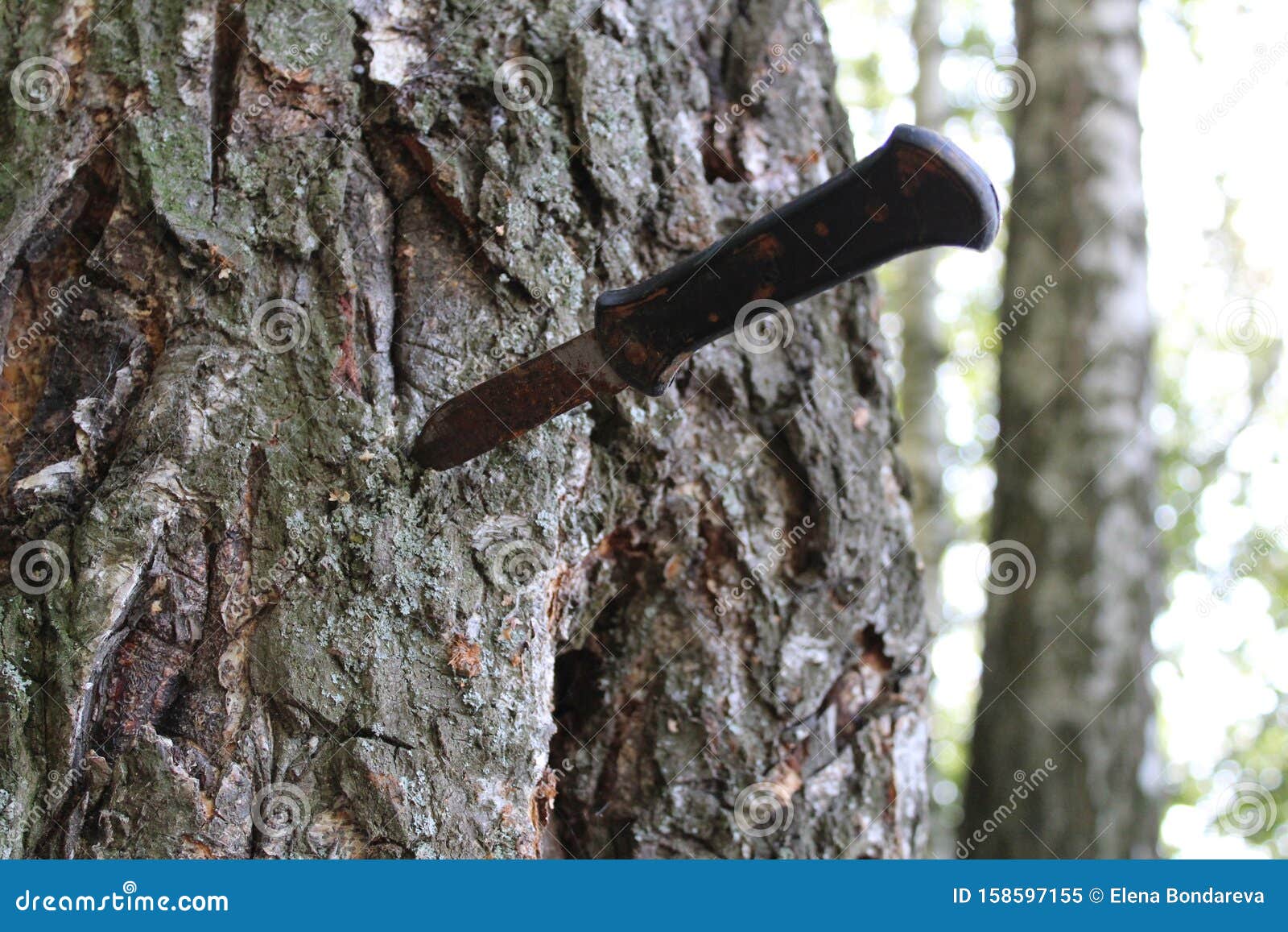 The Rusty Knife in the Trunk of a Tree Stock Image - Image of trunk ...