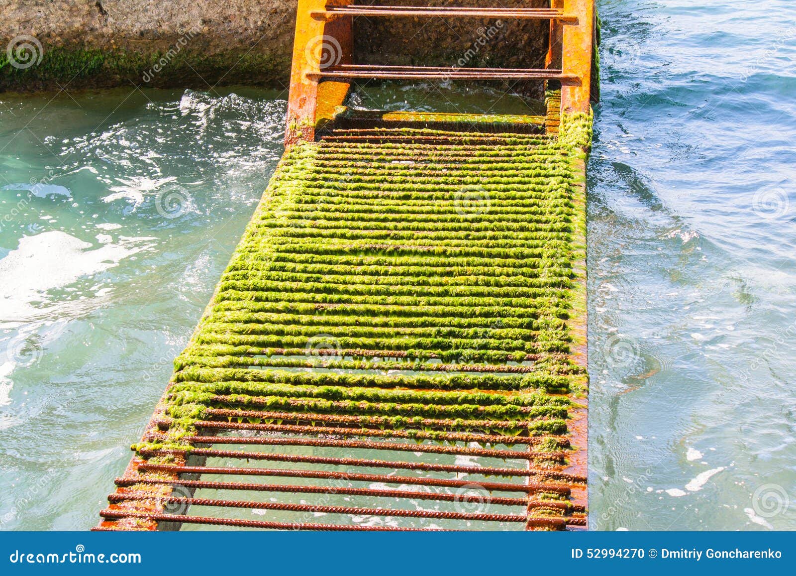 A Rusty Ladder in the Water Stock Photo - Image of pier, rust: 52994270