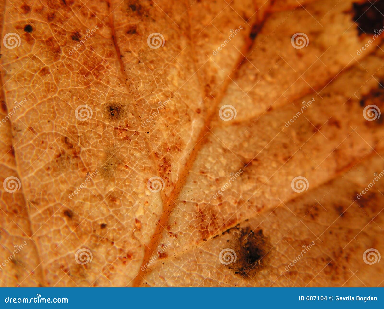 Rusty Leaf Picture. Image: 687104