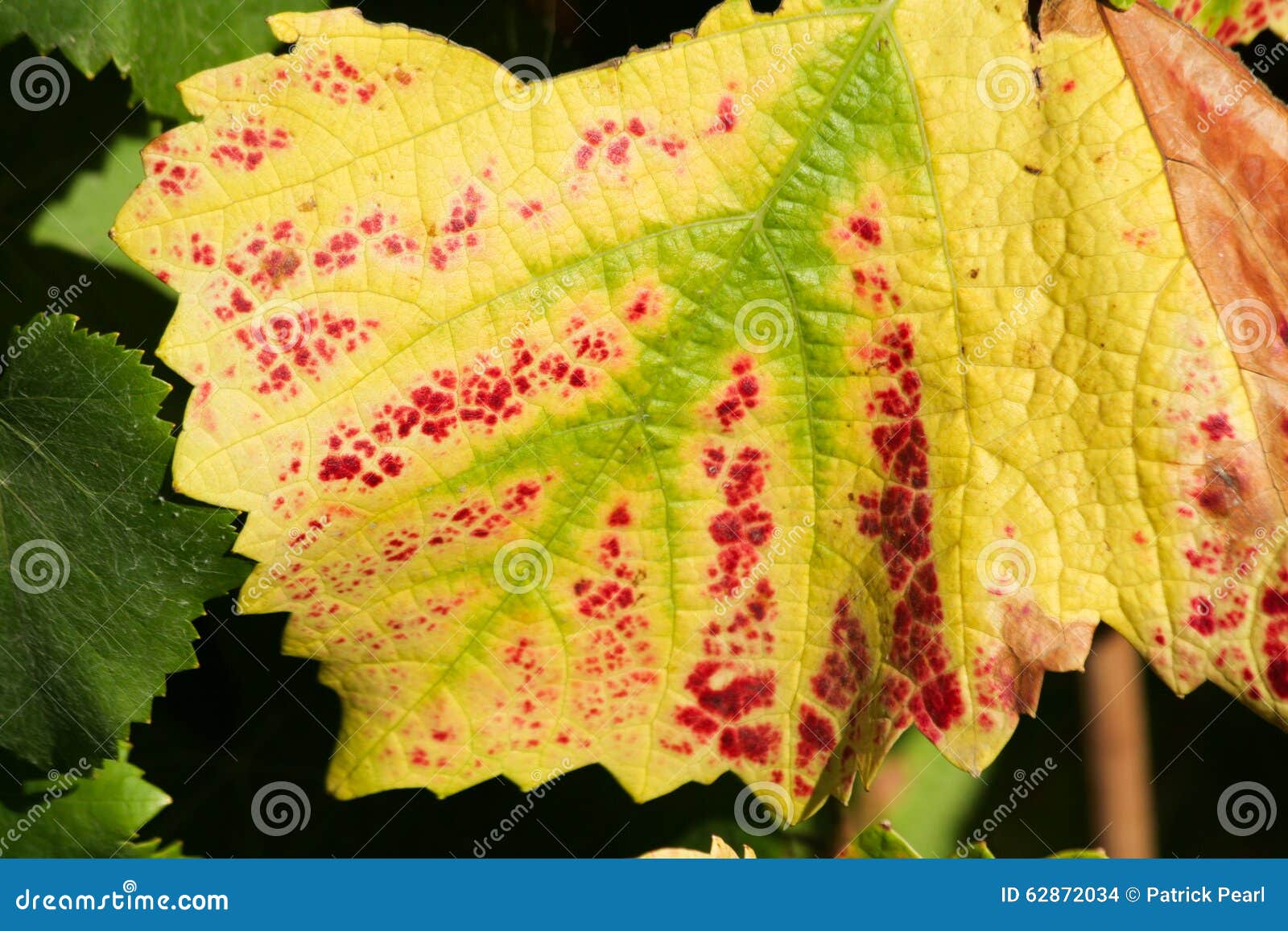 Rusty Leaf stock photo. Image of veins, plant, nature - 62872034